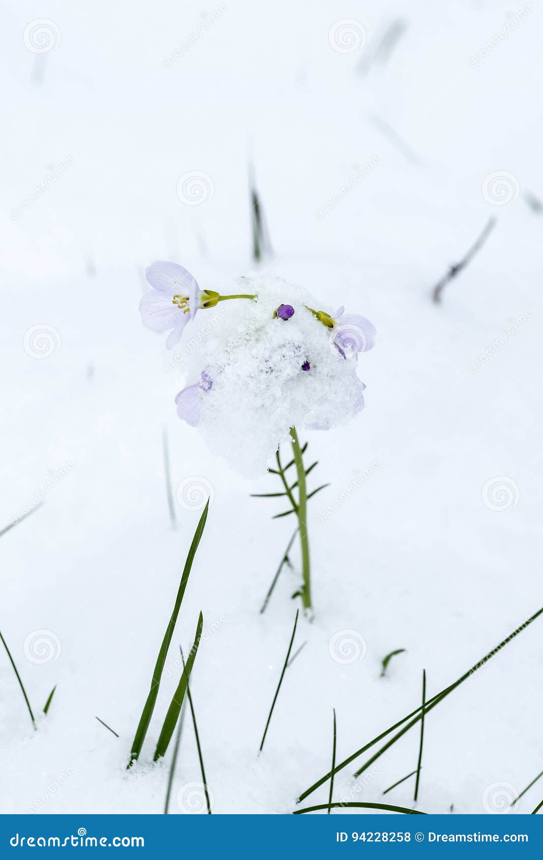 Spring and Snow stock photo. Image of blizzard, landscape - 94228258