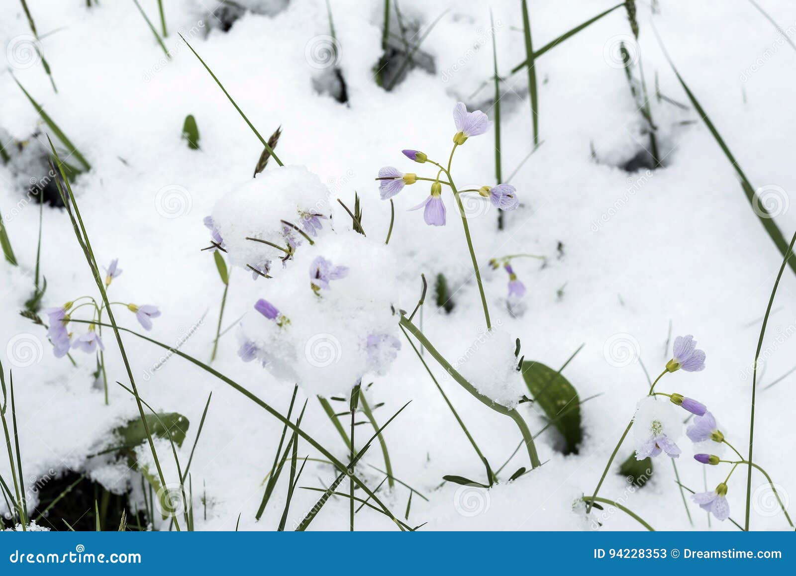 Spring and Snow stock image. Image of blizzard, beautiful - 94228353
