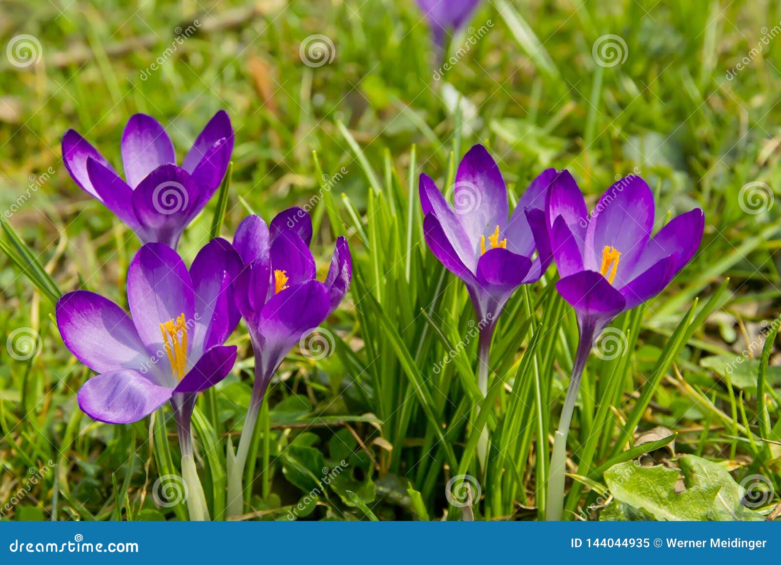 Spring Awakening, Flowers of Crocuses on Meadow in Spring Stock Image ...