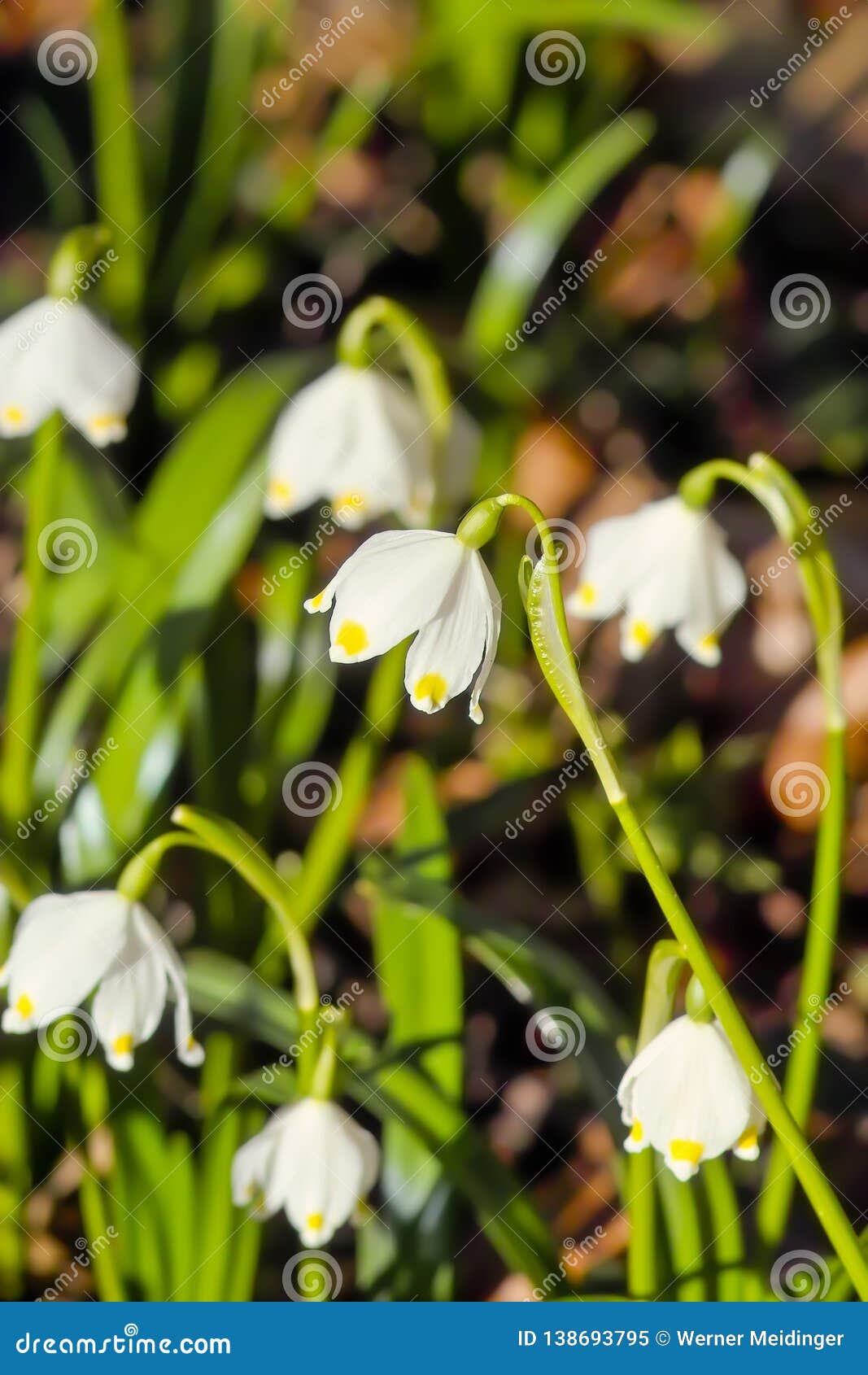 Spring Awakening, Blossom of Spring Snowflake in Spring, Leucojum ...