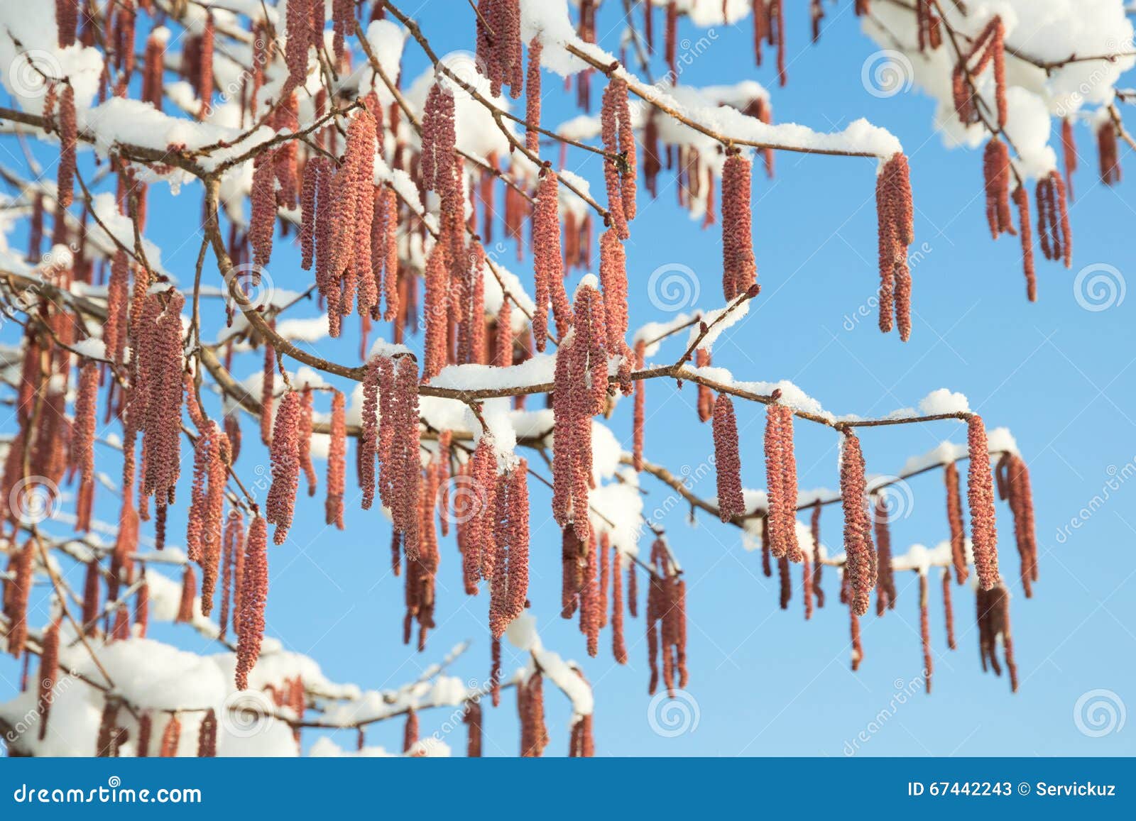 May Alder Buds Stock Photos - Free & Royalty-Free Stock Photos from ...