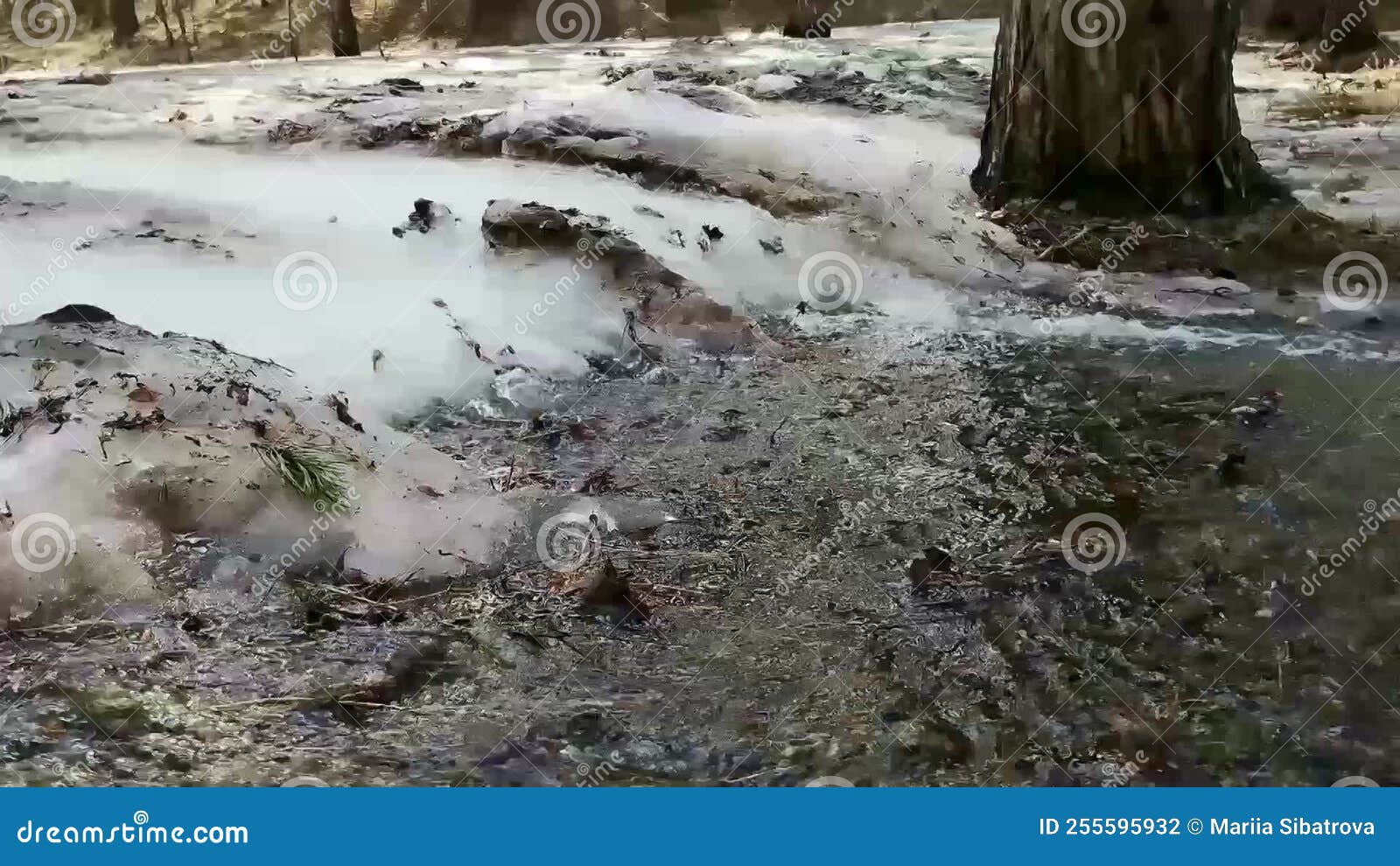 Spring Snow Melting in the Forest, Streams Running. Horizontal Shooting ...