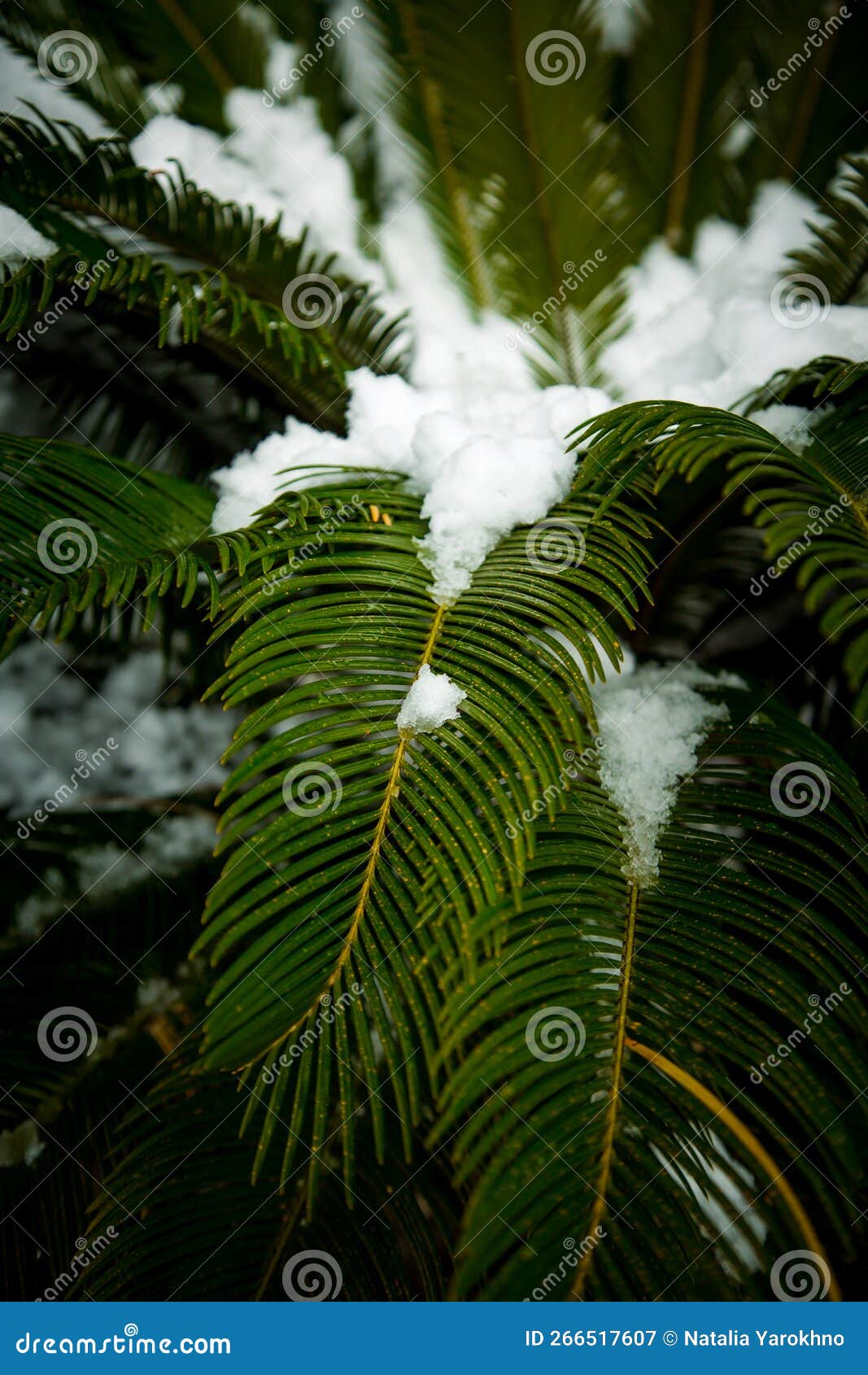 Spring Snow on Palm Trees in the City Stock Image - Image of snow ...