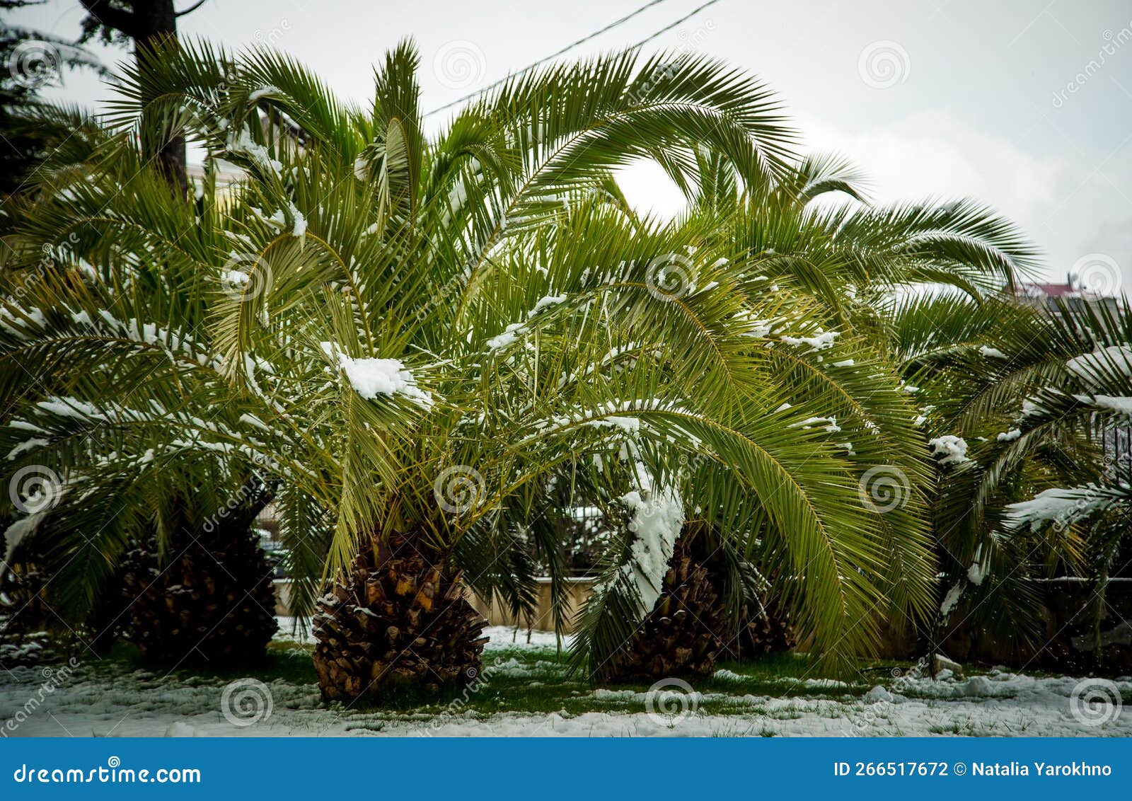 Spring Snow on Palm Trees in the City Stock Photo - Image of last ...