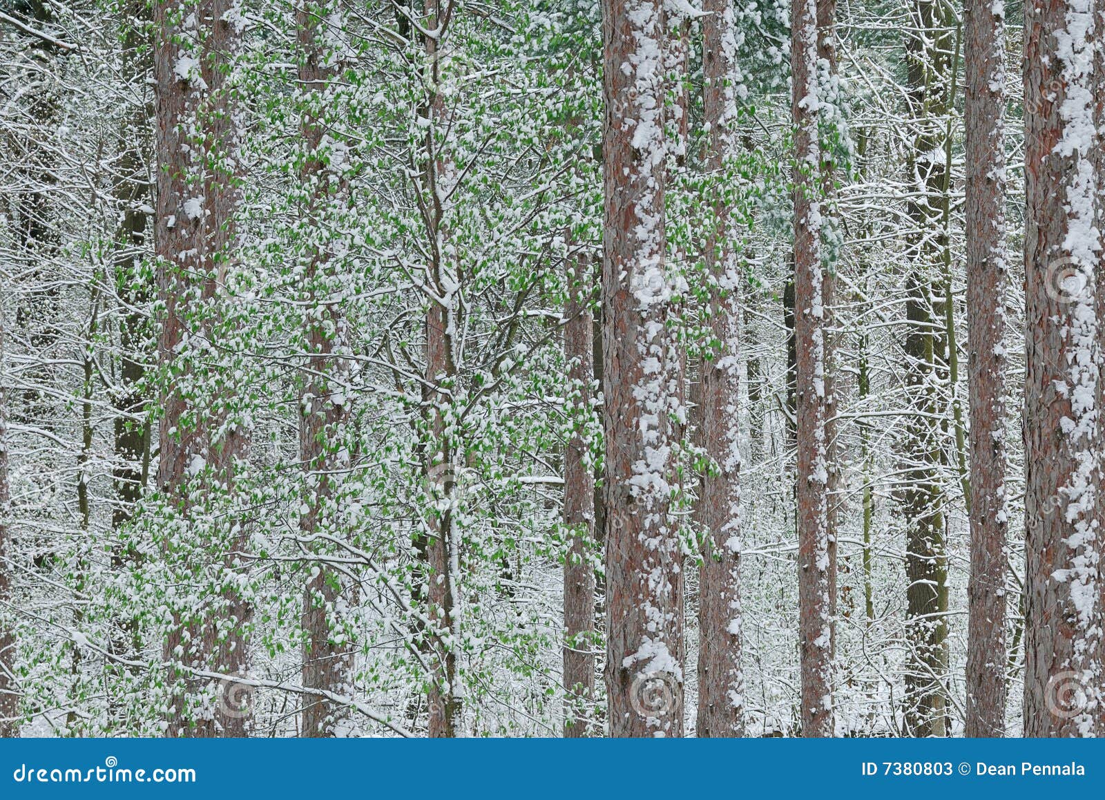 Spring Snow Pine Forest stock image. Image of natural - 7380803