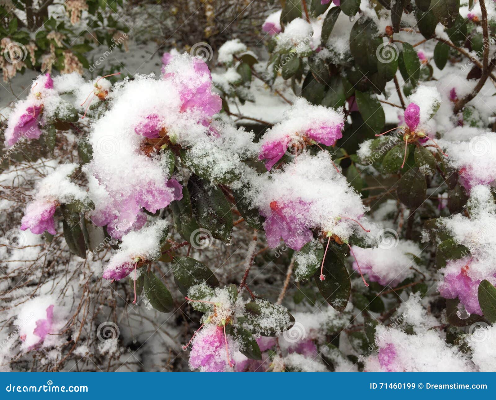 Spring Snow on Pink Azalea Bush Stock Image - Image of azalea, bush ...