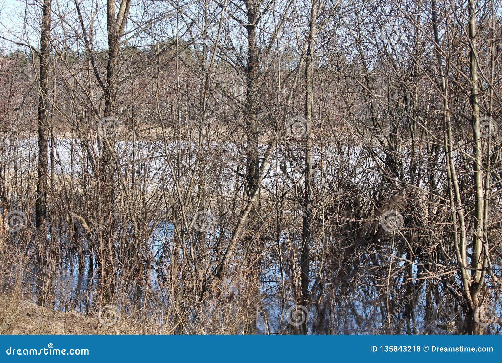 Spring, Snow, Snow Melts, Sun, Grass,river Stock Photo - Image of field ...