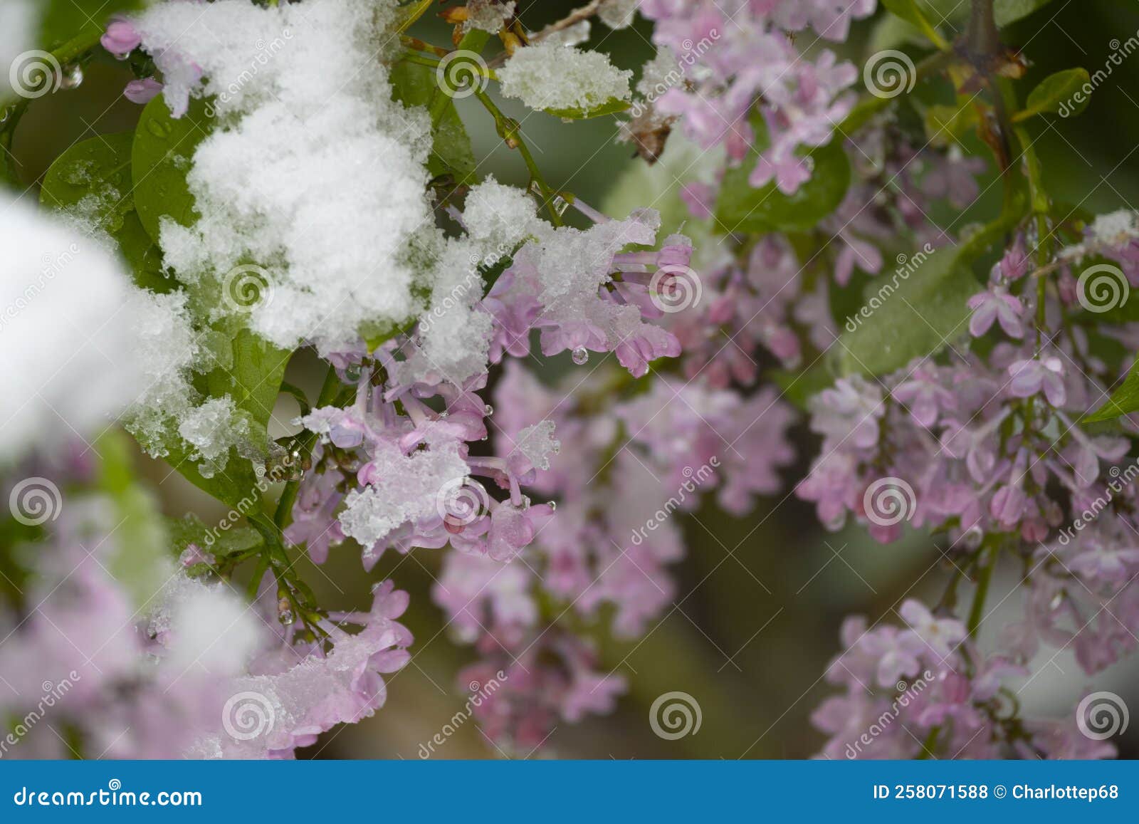 Spring snow stock photo. Image of frozen, spring, northern - 258071588