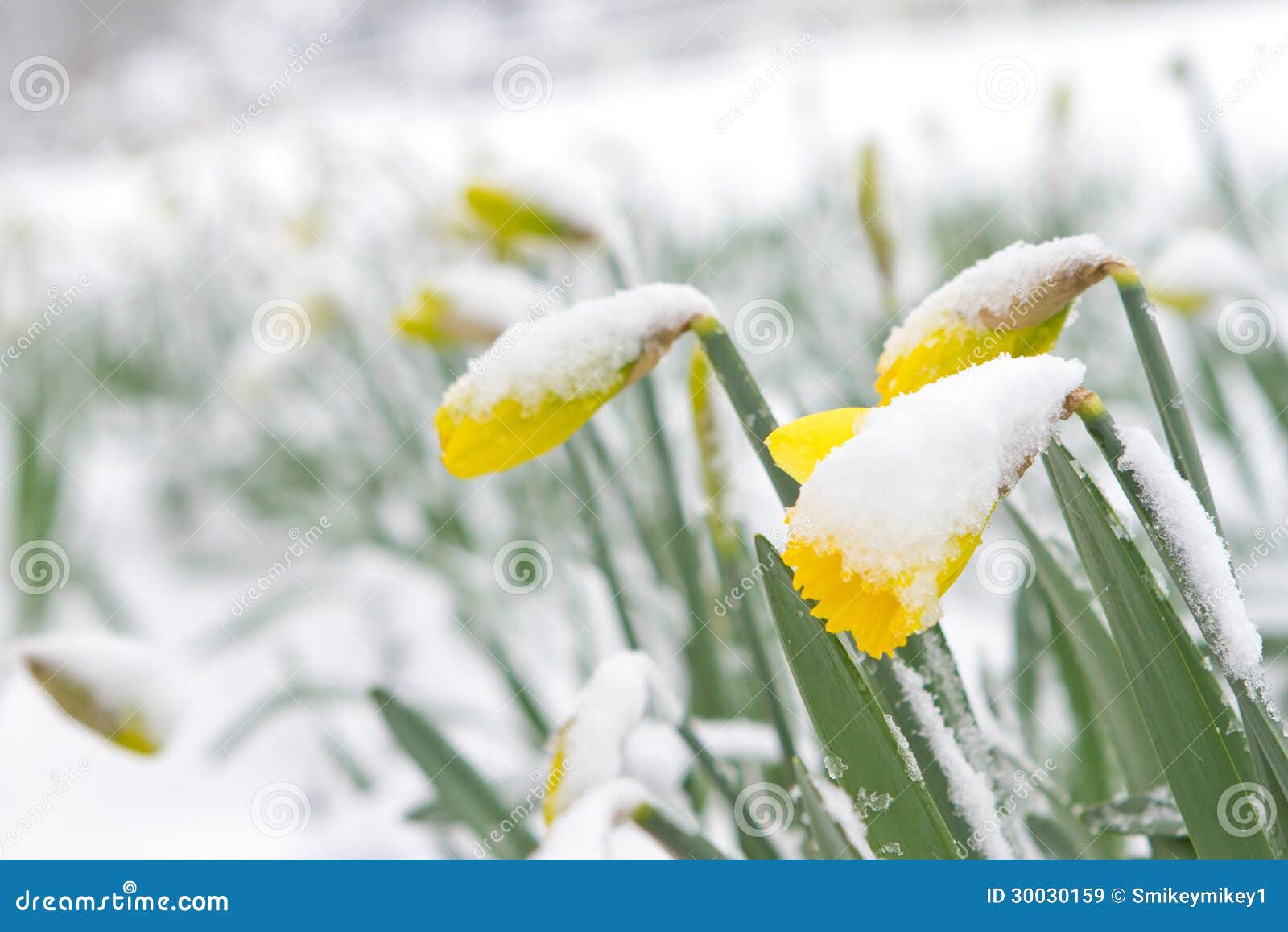 Spring Snow-capped Peaks Of Watzmann Mountain In National Park ...