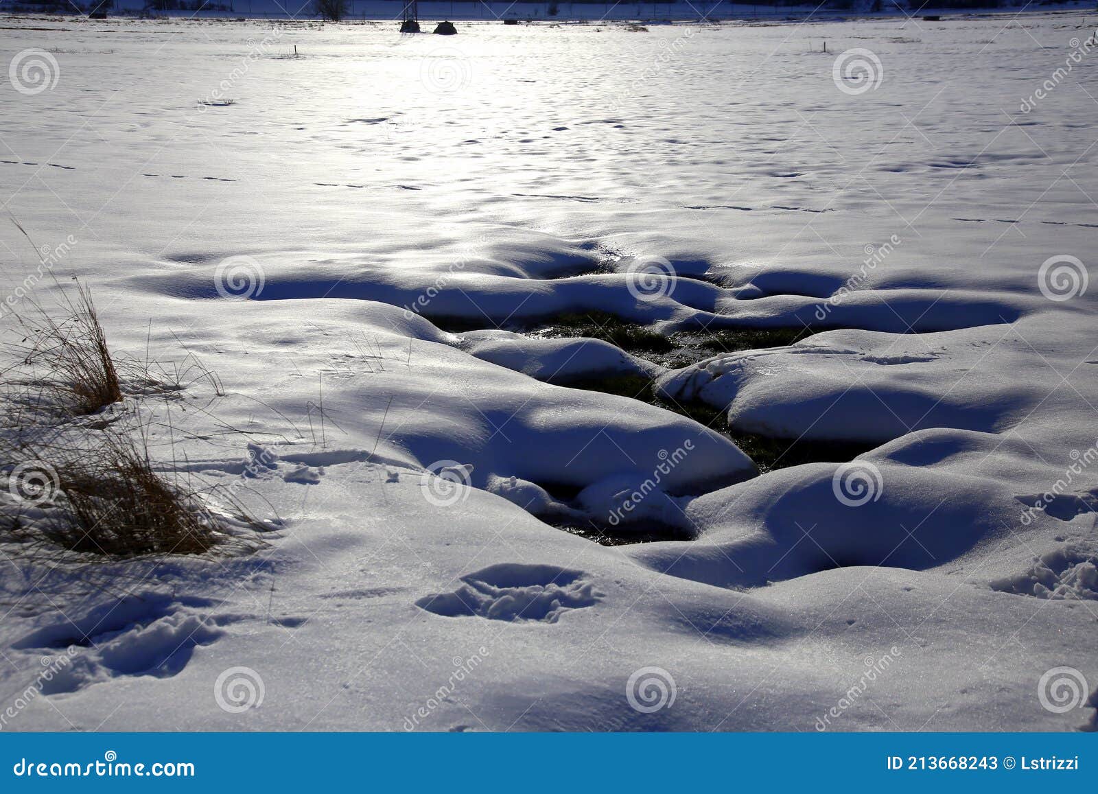 Spring in the Snow and Translucent Effect of the Snowy Surface Stock ...
