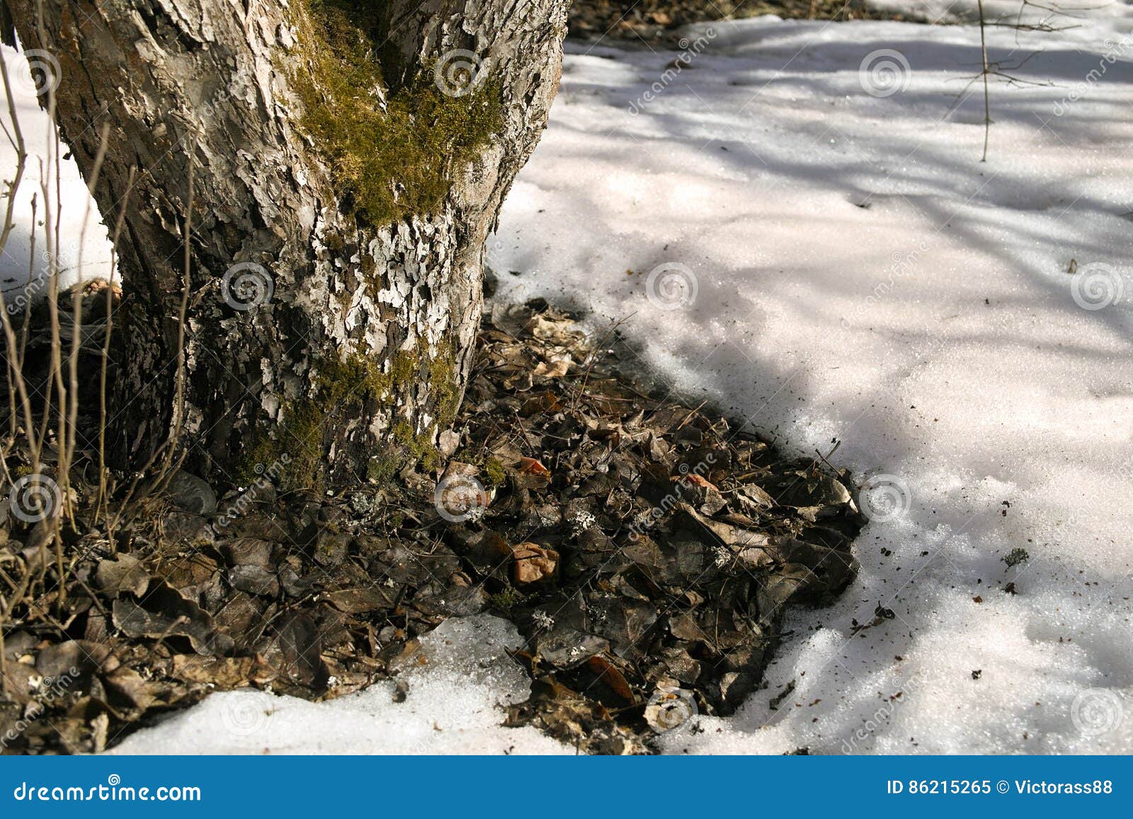 Spring Snow and Tree stock image. Image of light, snow - 86215265