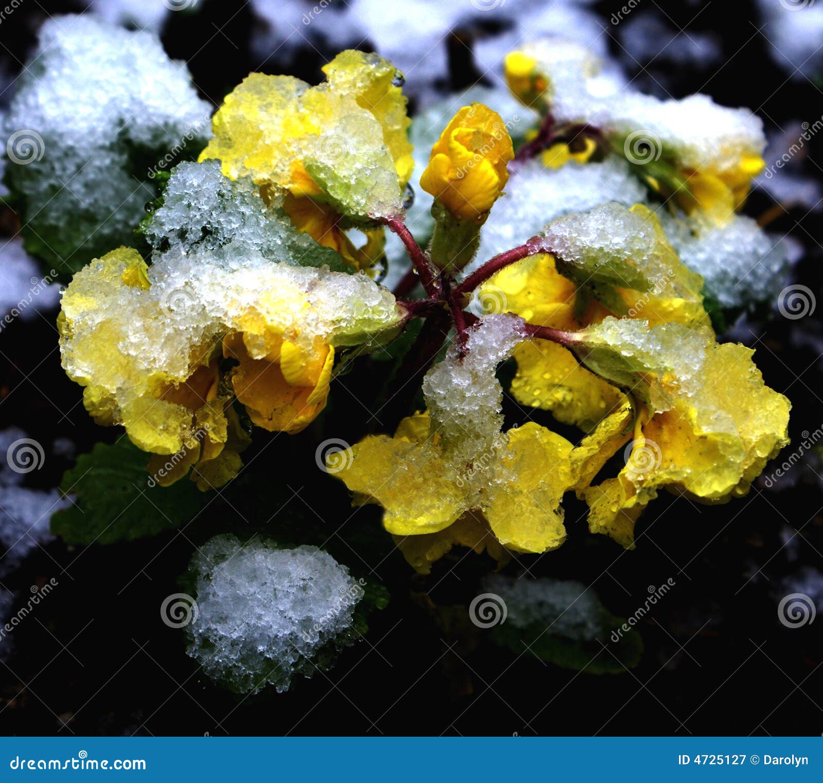 Spring Snow on Yellow Primrose Stock Image - Image of unique, spring ...