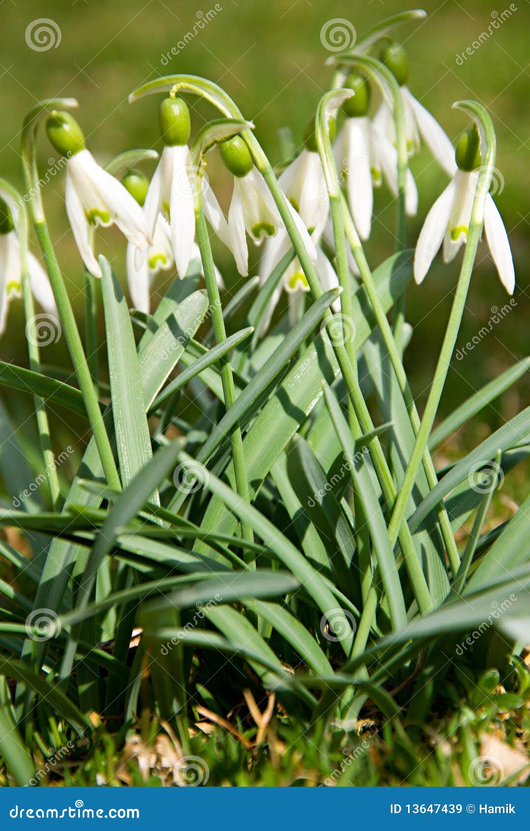 Spring snowdrop stock image. Image of flora, bright, leaves - 13647439