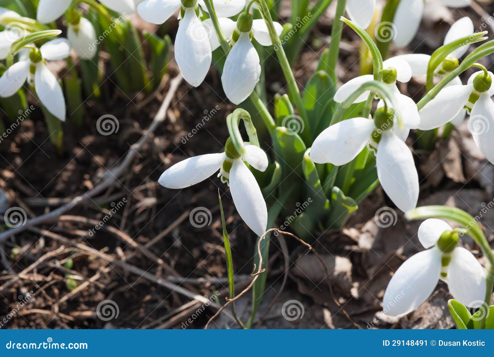 Spring snowdrop stock image. Image of petal, gardening - 29148491