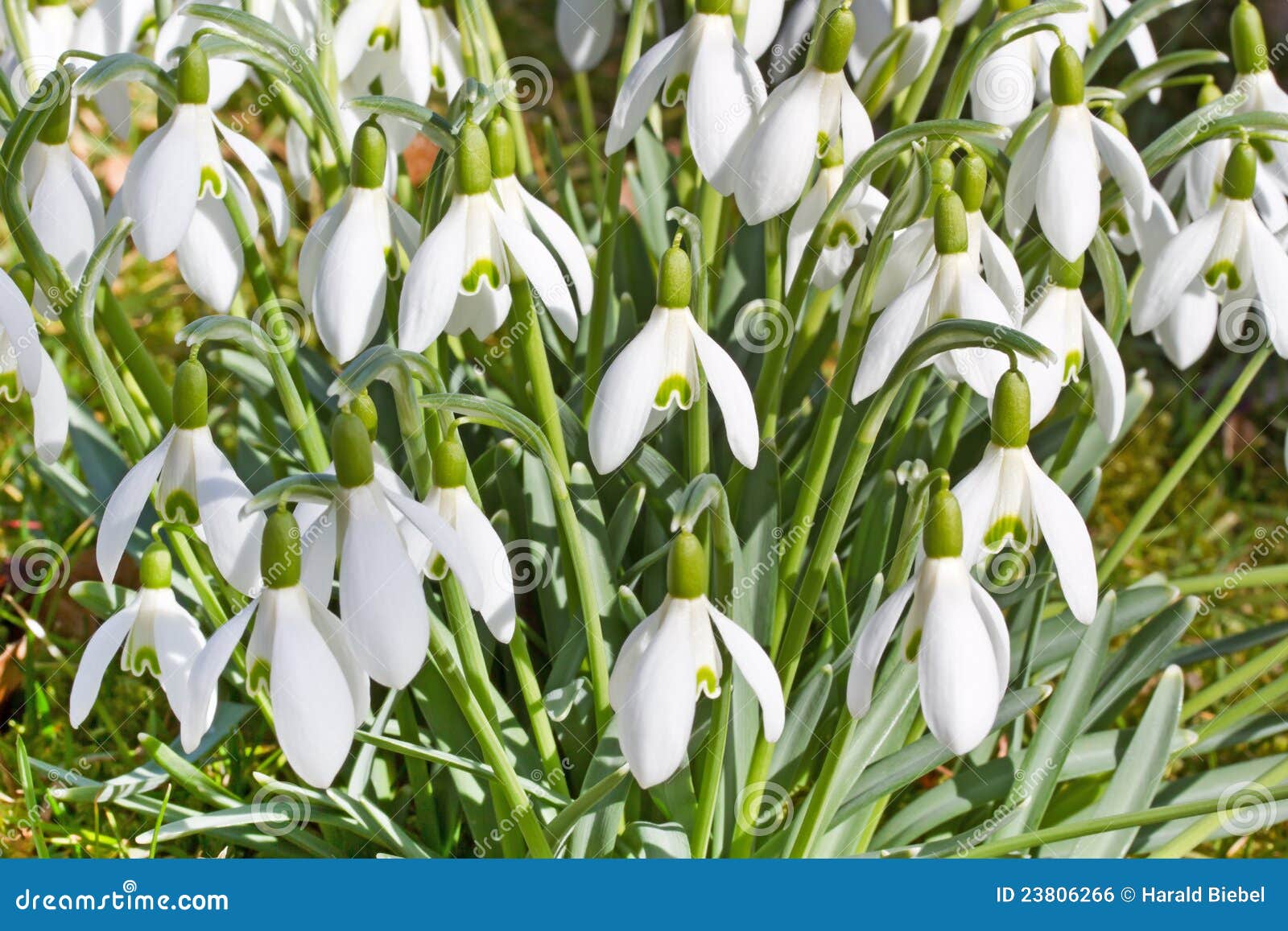 Spring snowdrop flowers stock photo. Image of spring - 23806266