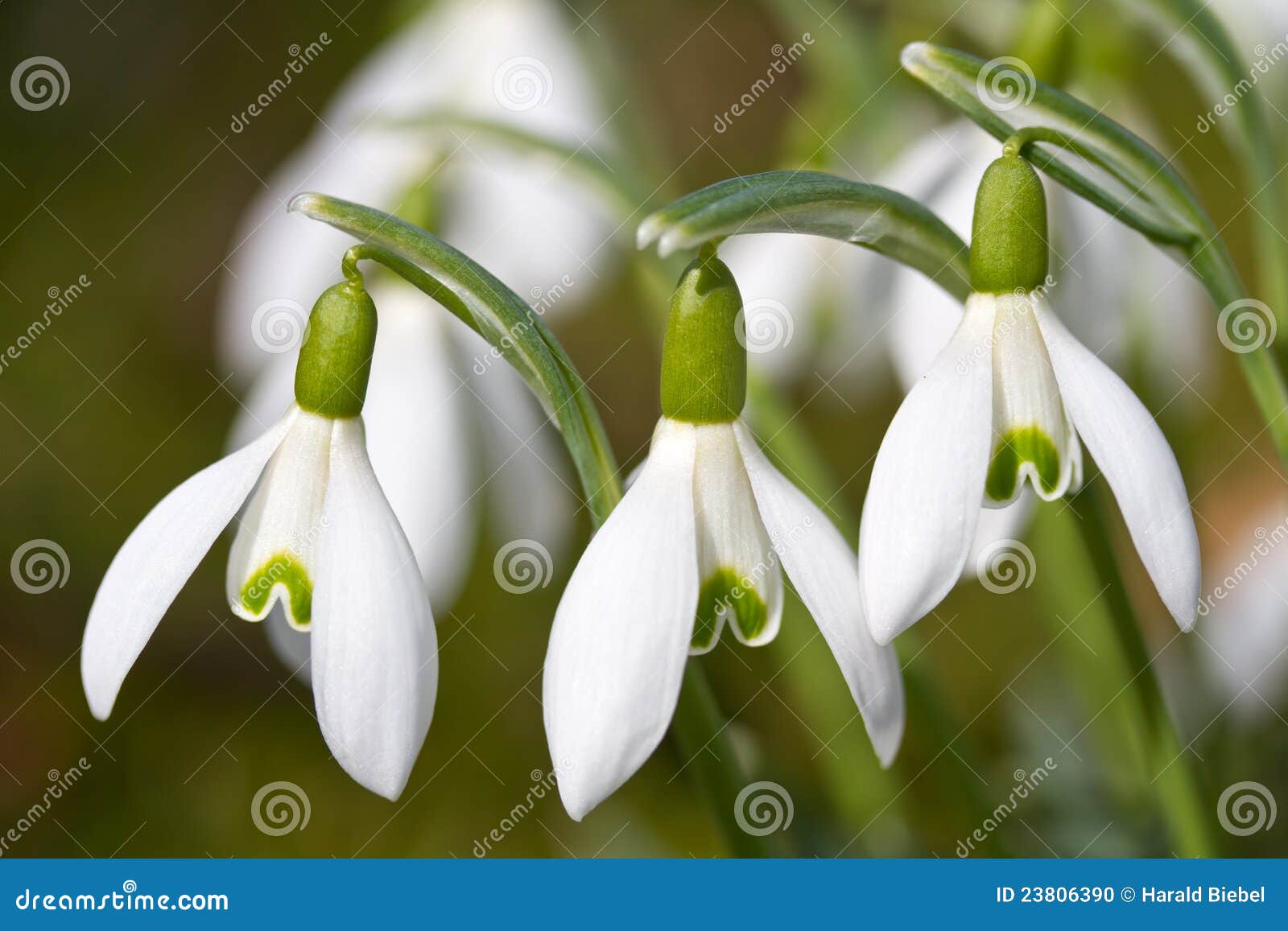 Spring snowdrop flowers stock photo. Image of stem, spring - 23806390