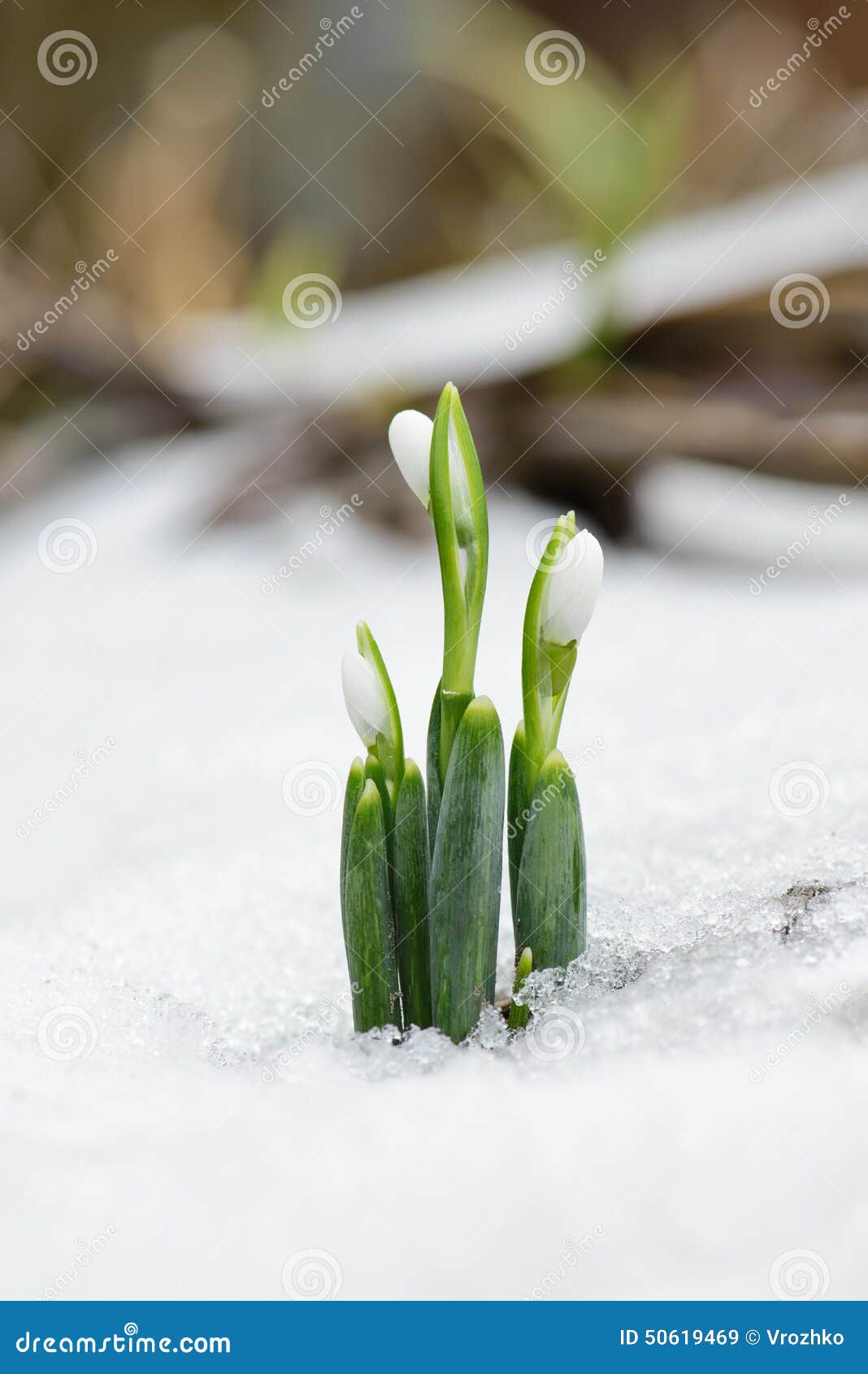 Flower Coming Out Ground Stock Photos - Free & Royalty-Free Stock ...