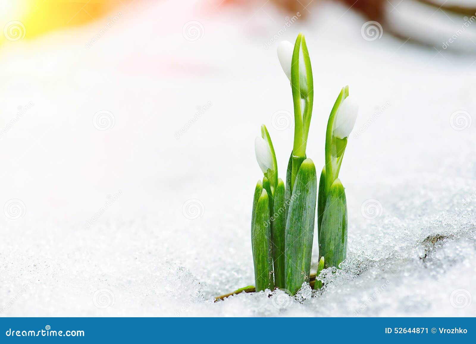 Spring Snowdrop Flowers Coming Out from Snow with Sun Rays Stock Image ...