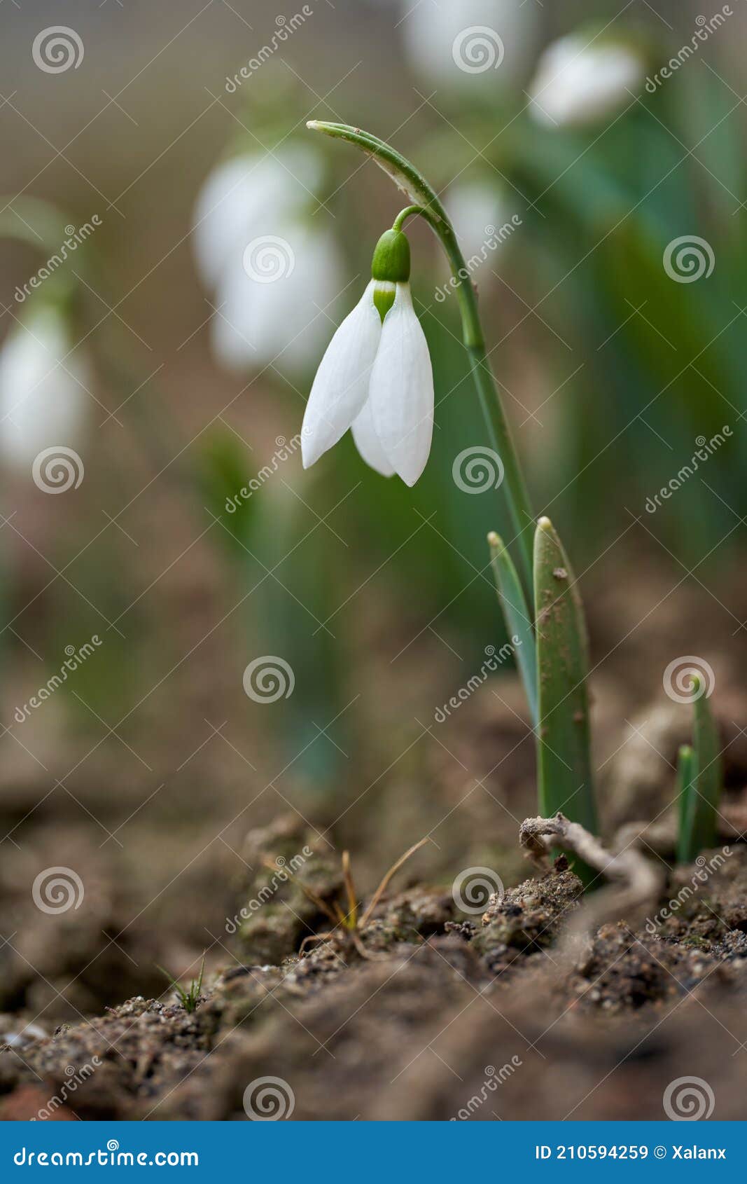 Spring snowdrop flowers stock image. Image of garden - 210594259