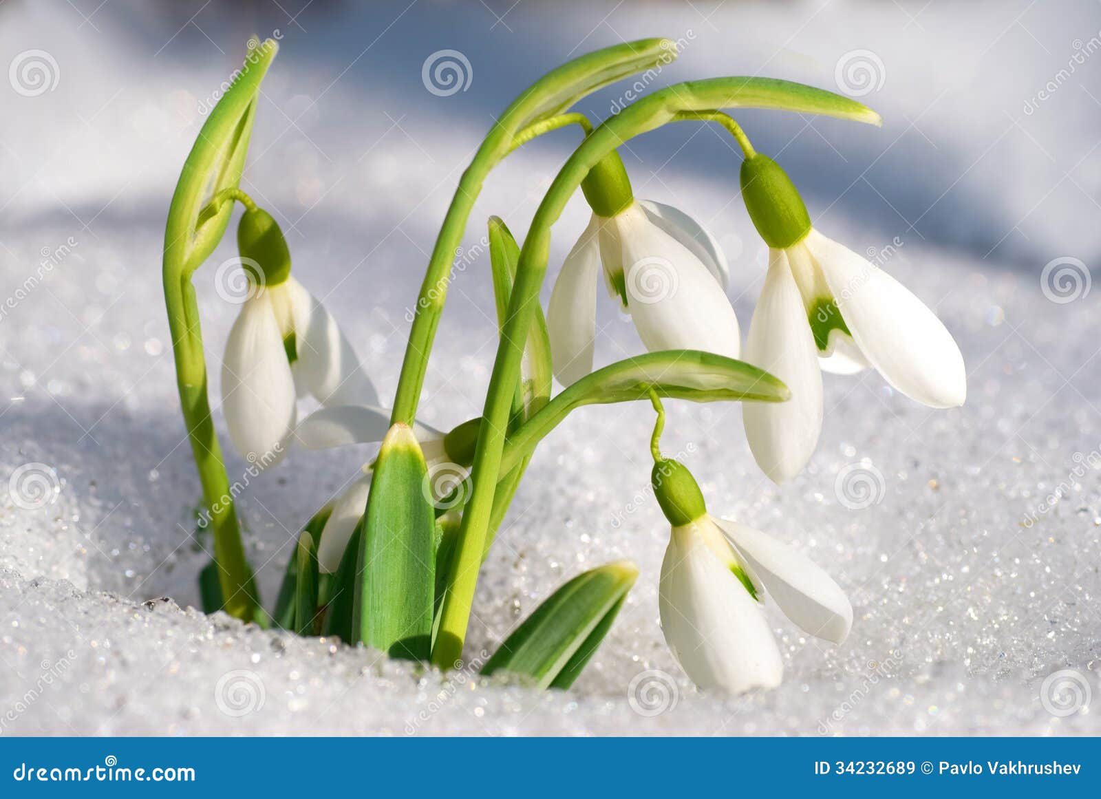 Spring snowdrop flowers stock image. Image of natural - 34232689