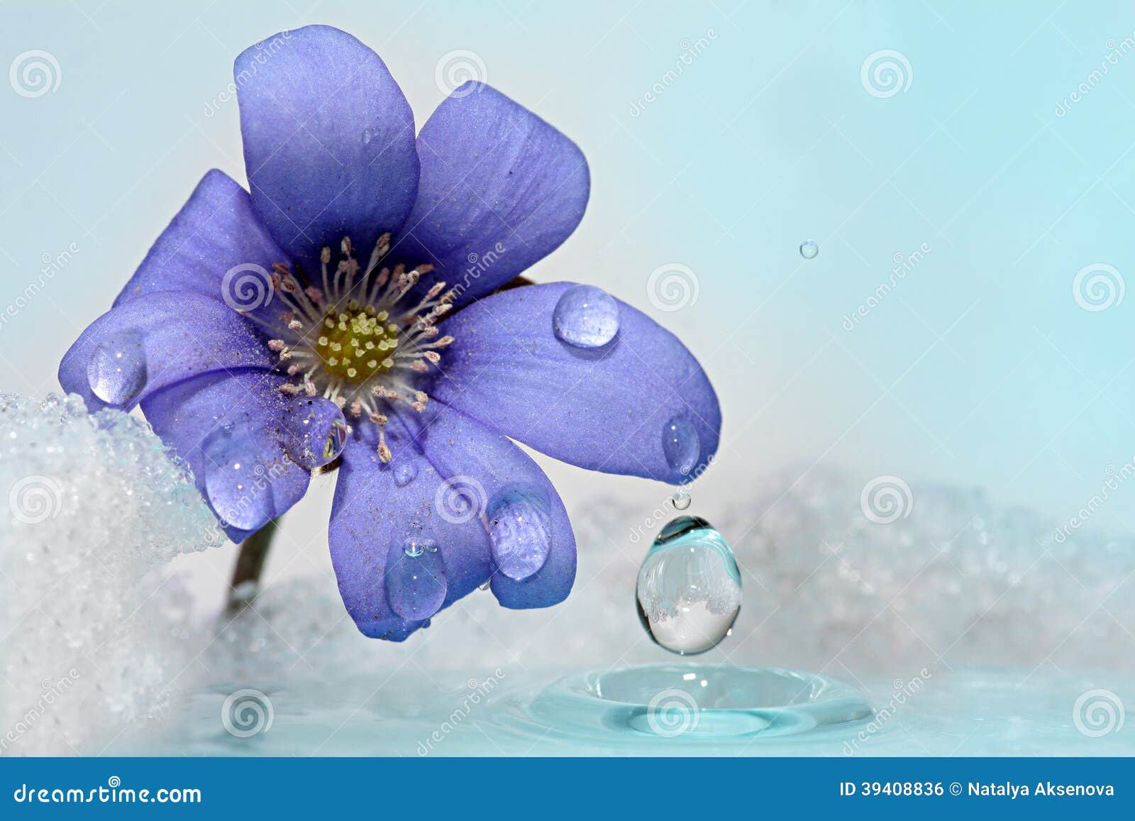 Spring Snowdrop Flowers With Snow In The Forest. Snow, Water Spray And ...