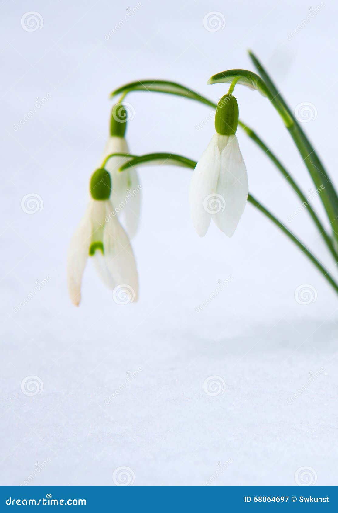 Spring Snowdrop Flowers with Snow in the Garden. Stock Image - Image of ...