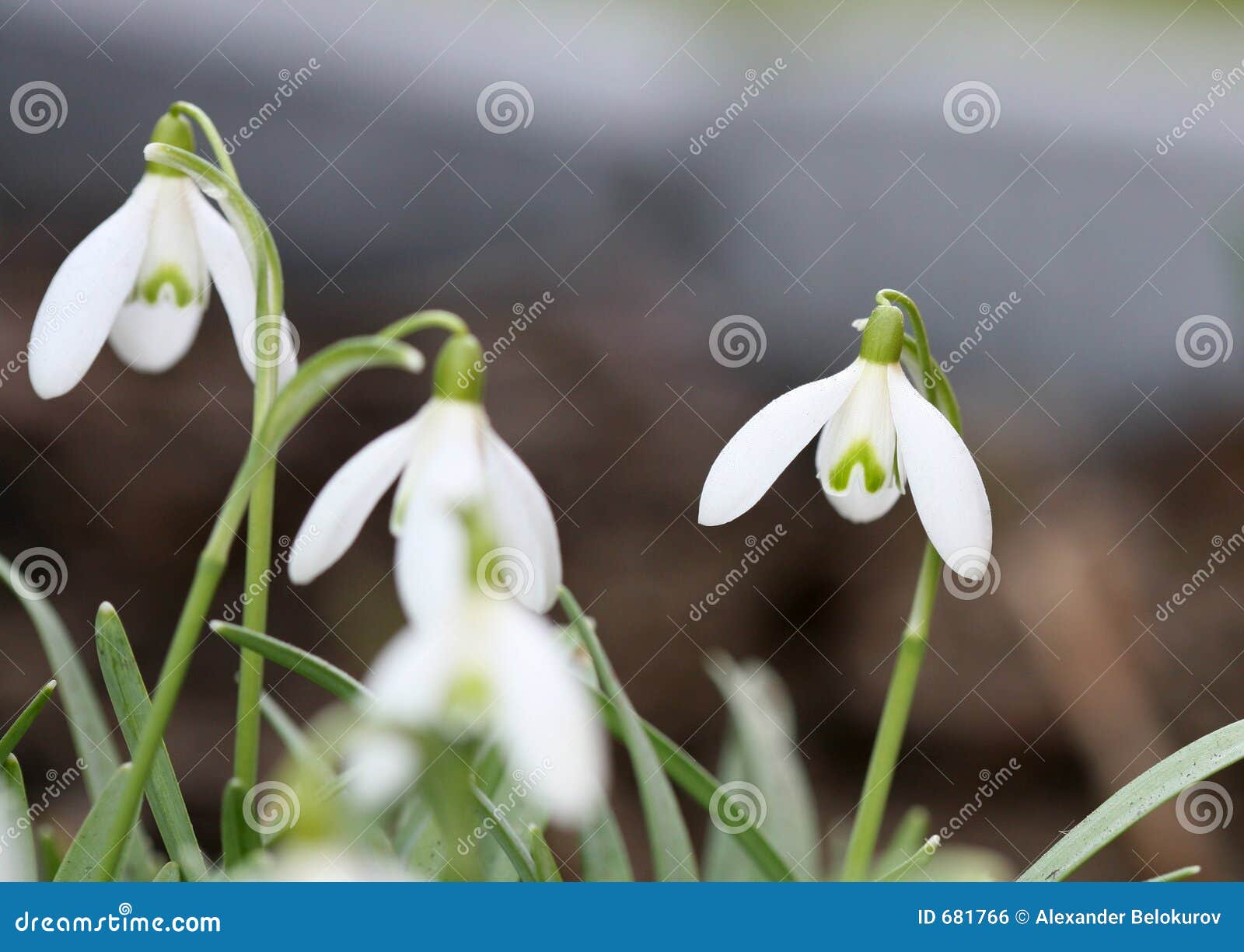 Spring snowdrops stock photo. Image of happy, colorful - 681766