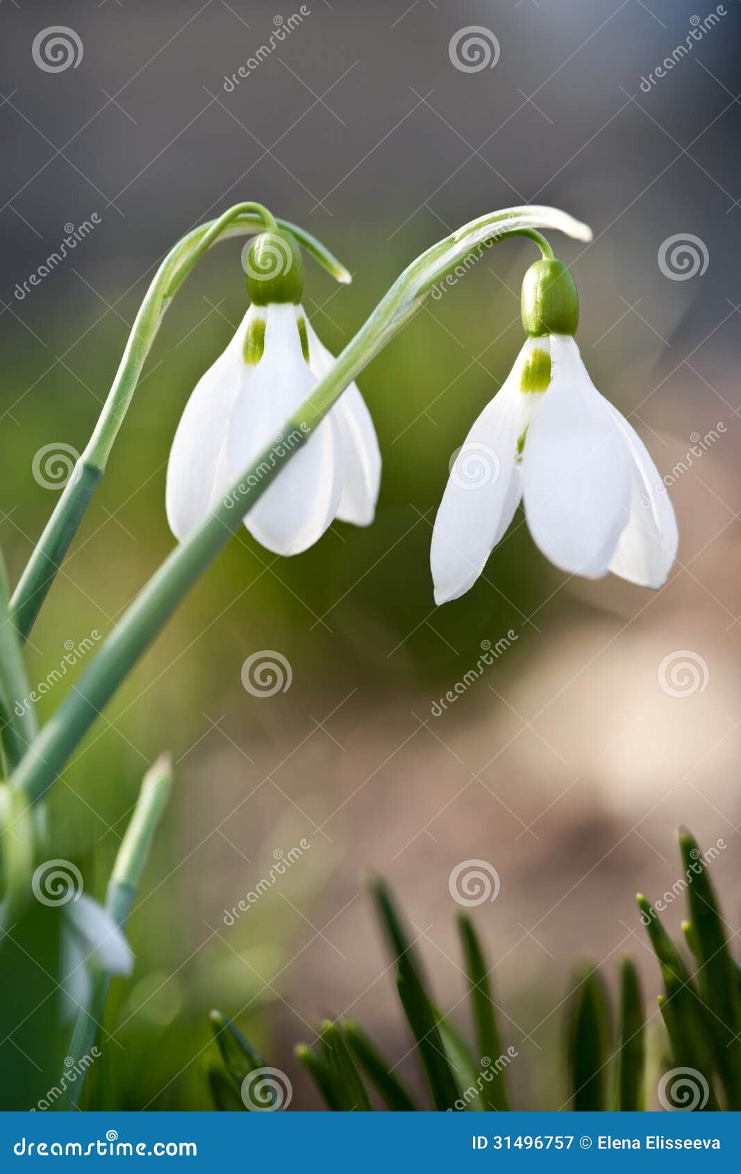 Spring Snowdrops stock image. Image of nature, blooms - 31496757