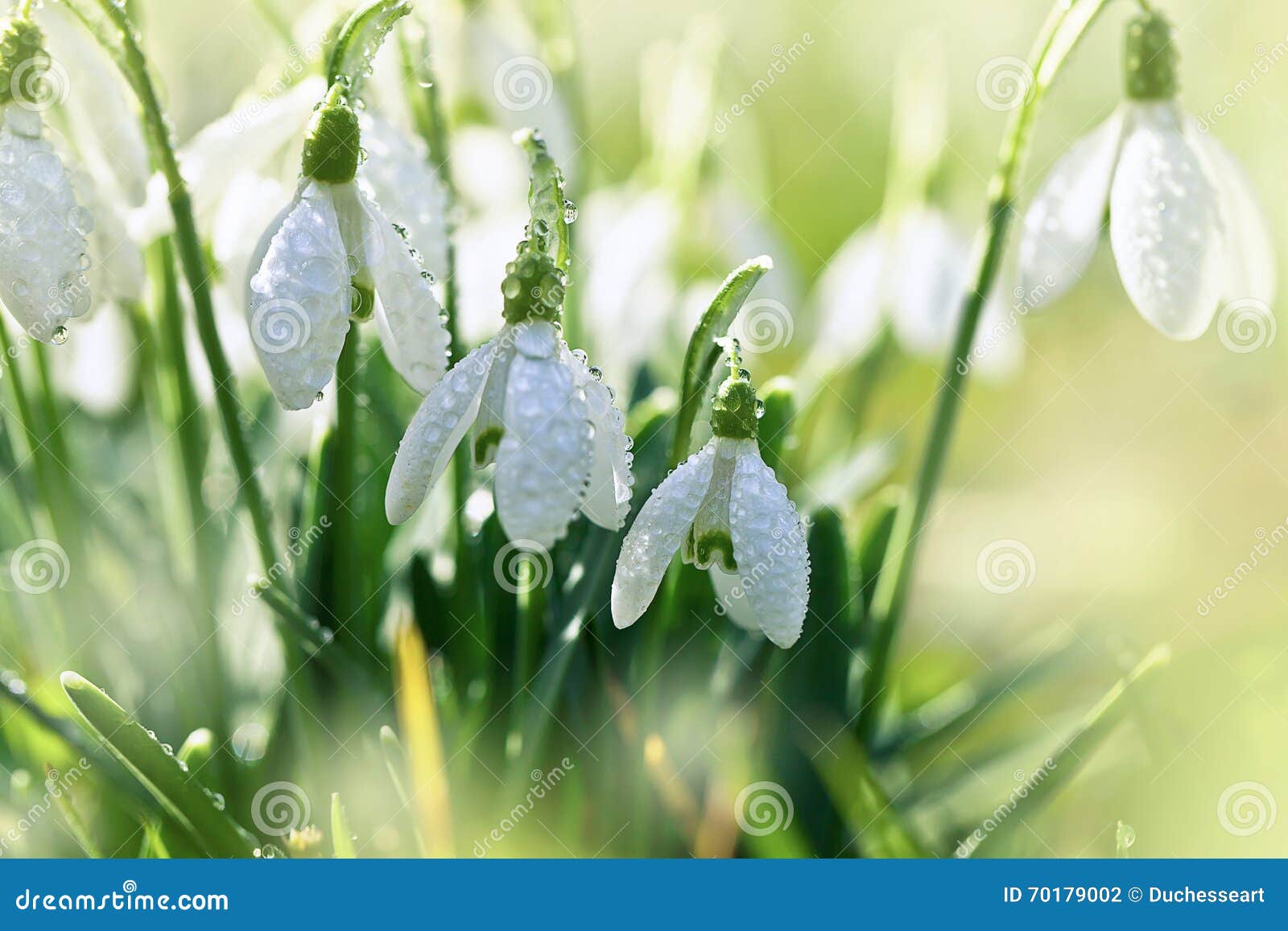 Spring snowdrops stock photo. Image of group, blossom - 70179002