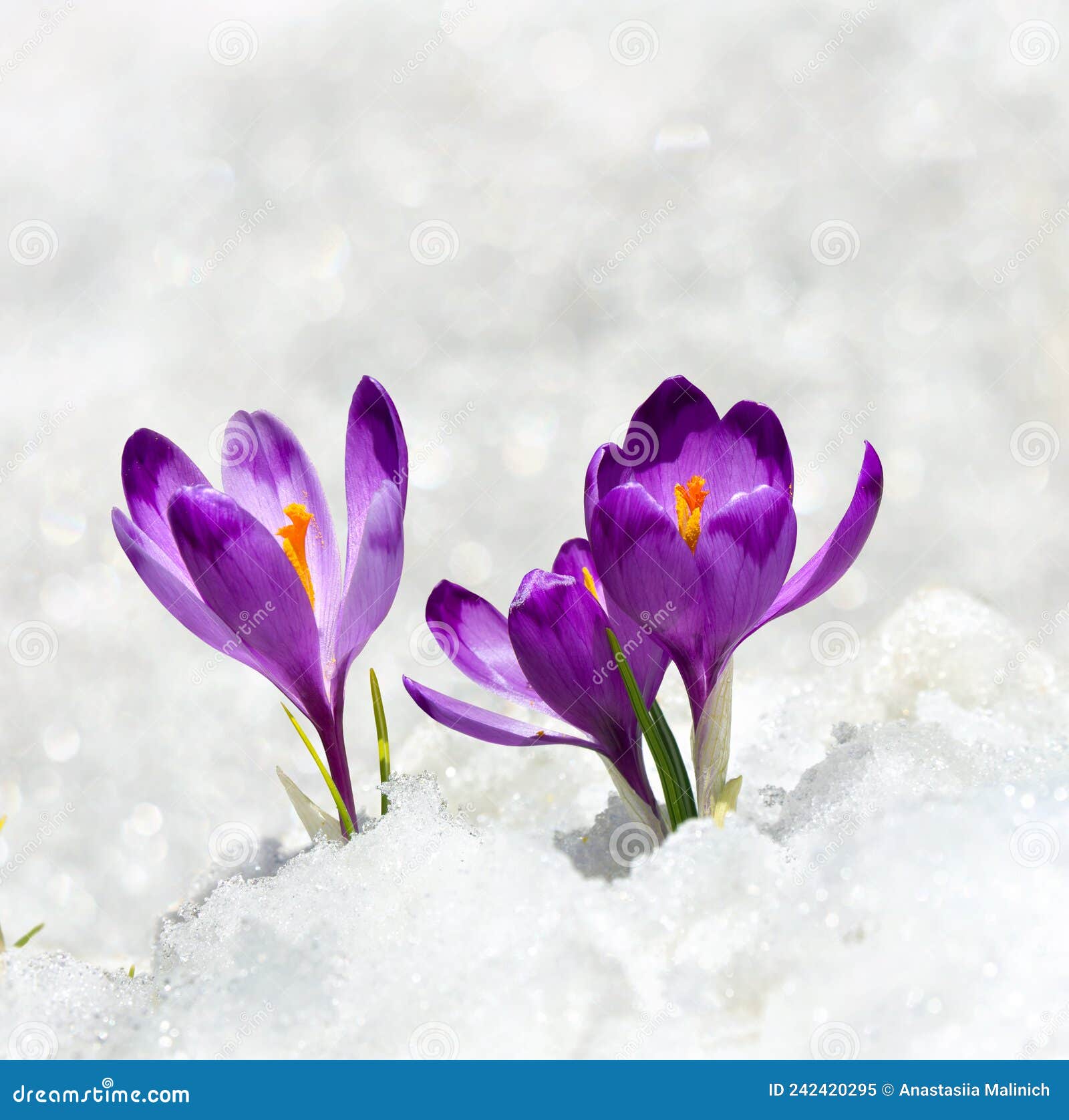 Spring Snowdrops Flowers Violet Crocuses Crocus Heuffelianus in Snow ...