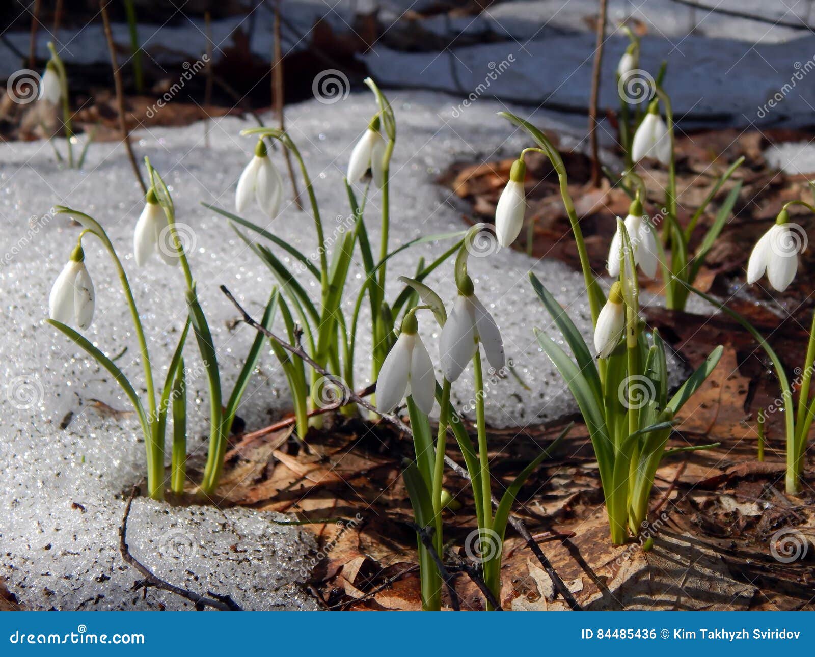 Spring snowdrops on snow stock photo. Image of blossom - 84485436