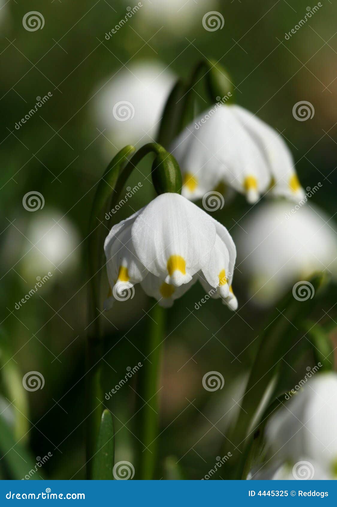 Spring snowflake flower stock image. Image of wood, beautiful - 4445325