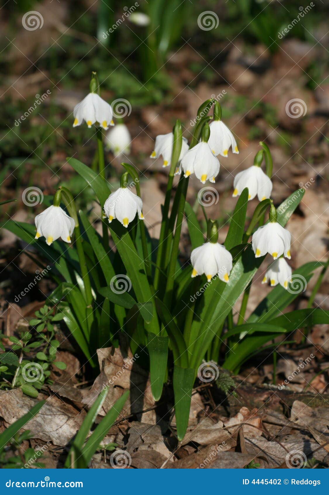 Spring snowflake flower stock photo. Image of yellow, tiny - 4445402