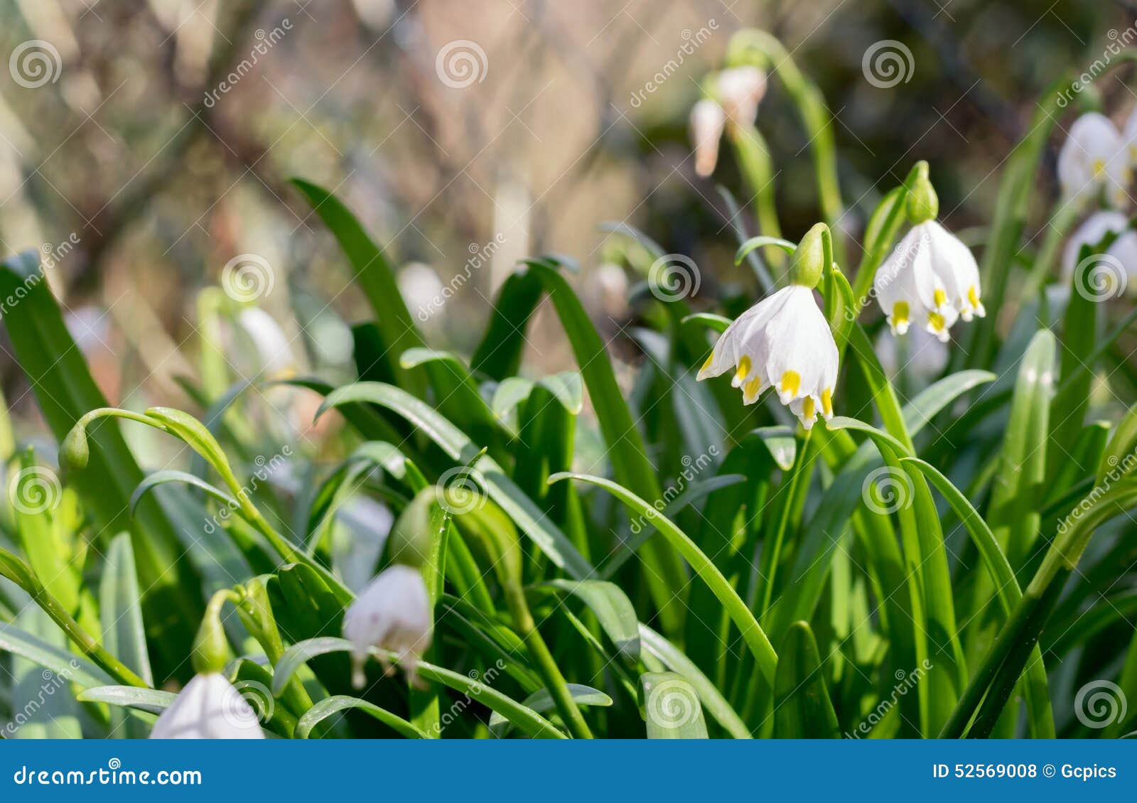 Spring snowflake flowers stock photo. Image of bloom - 52569008