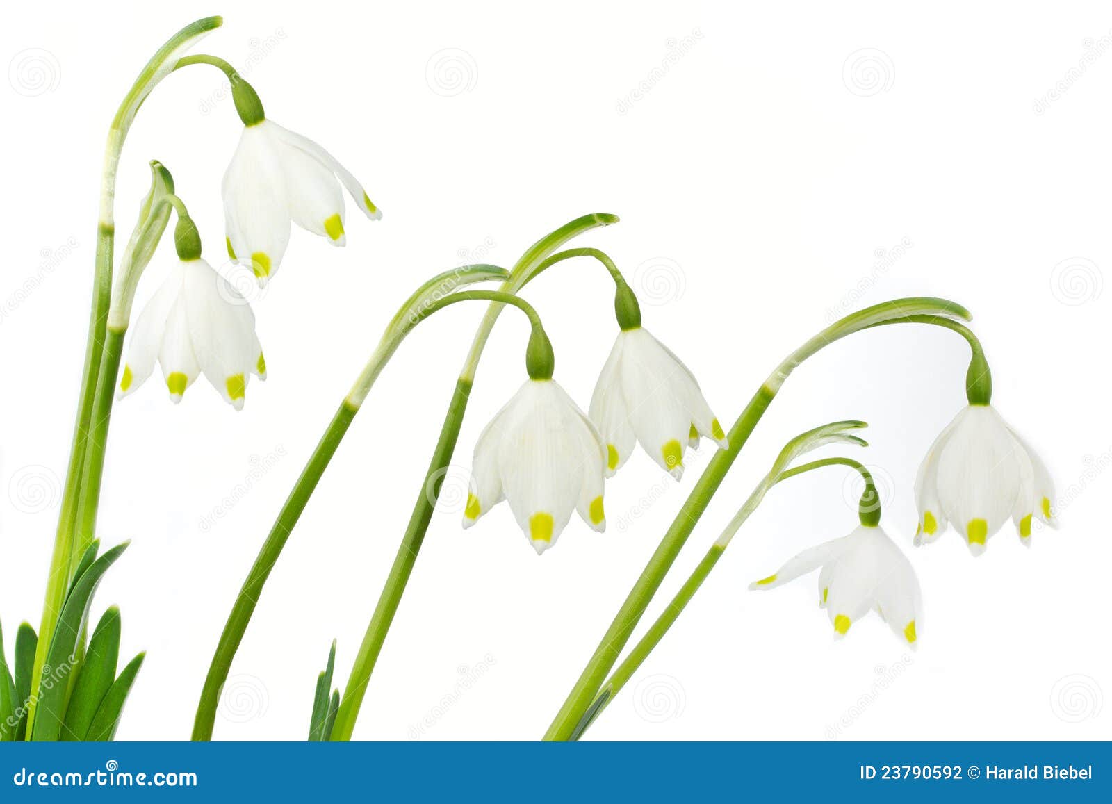 Spring Snowflake Flowers (Leucojum Vernum) Stock Photo - Image of green ...