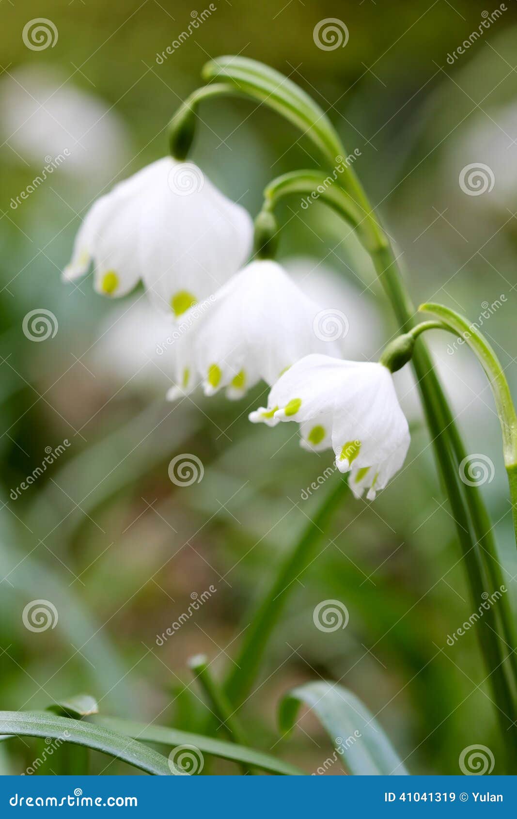 Spring snowflake stock image. Image of plant, growth - 41041319