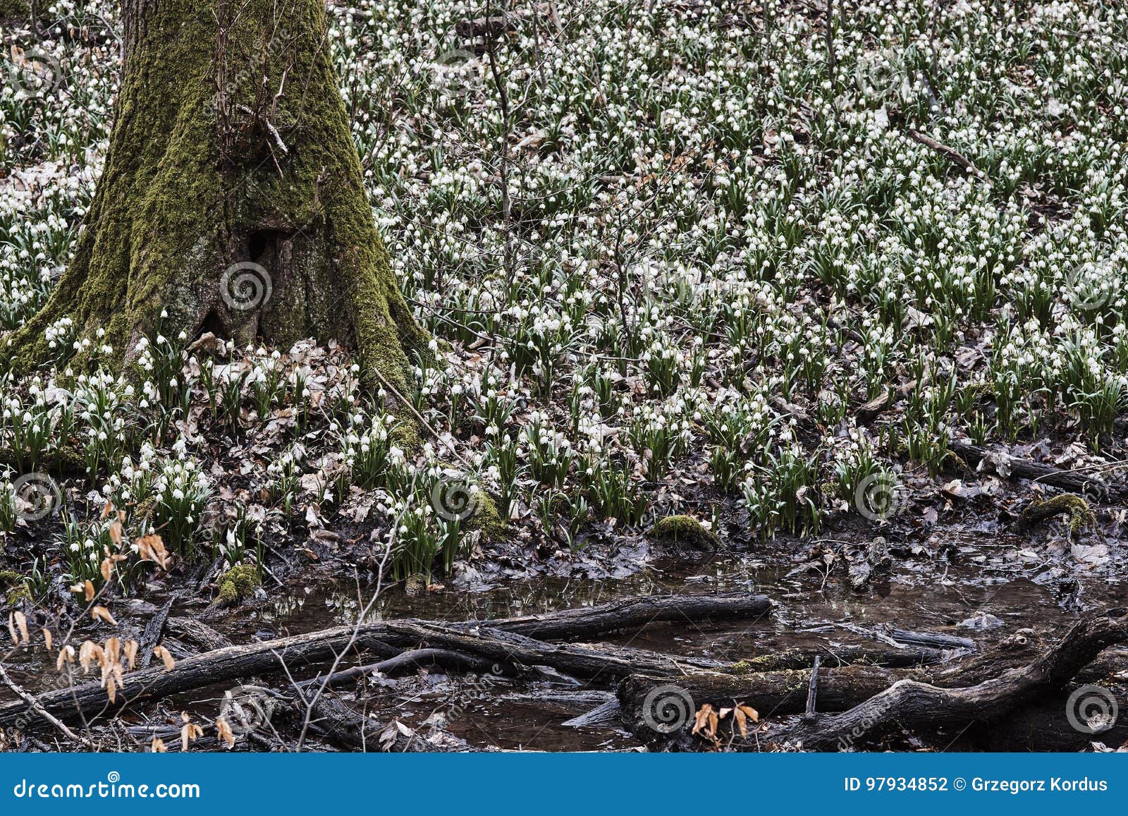 White Flowers during Spring in the Forest Stock Photo - Image of stem ...