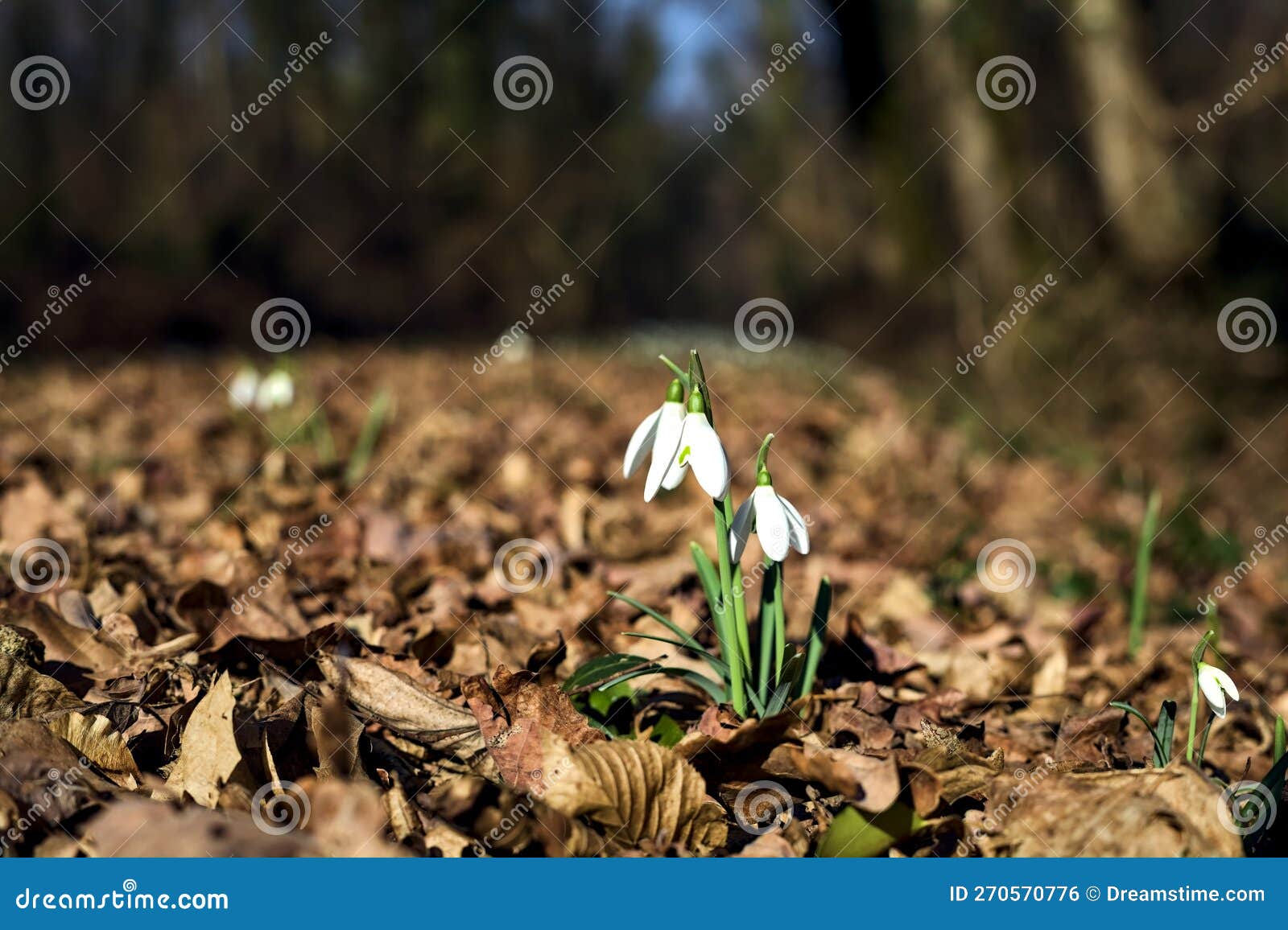 Spring Snowflakes in Bloom with Foliage on the Ground Seen Up Close ...