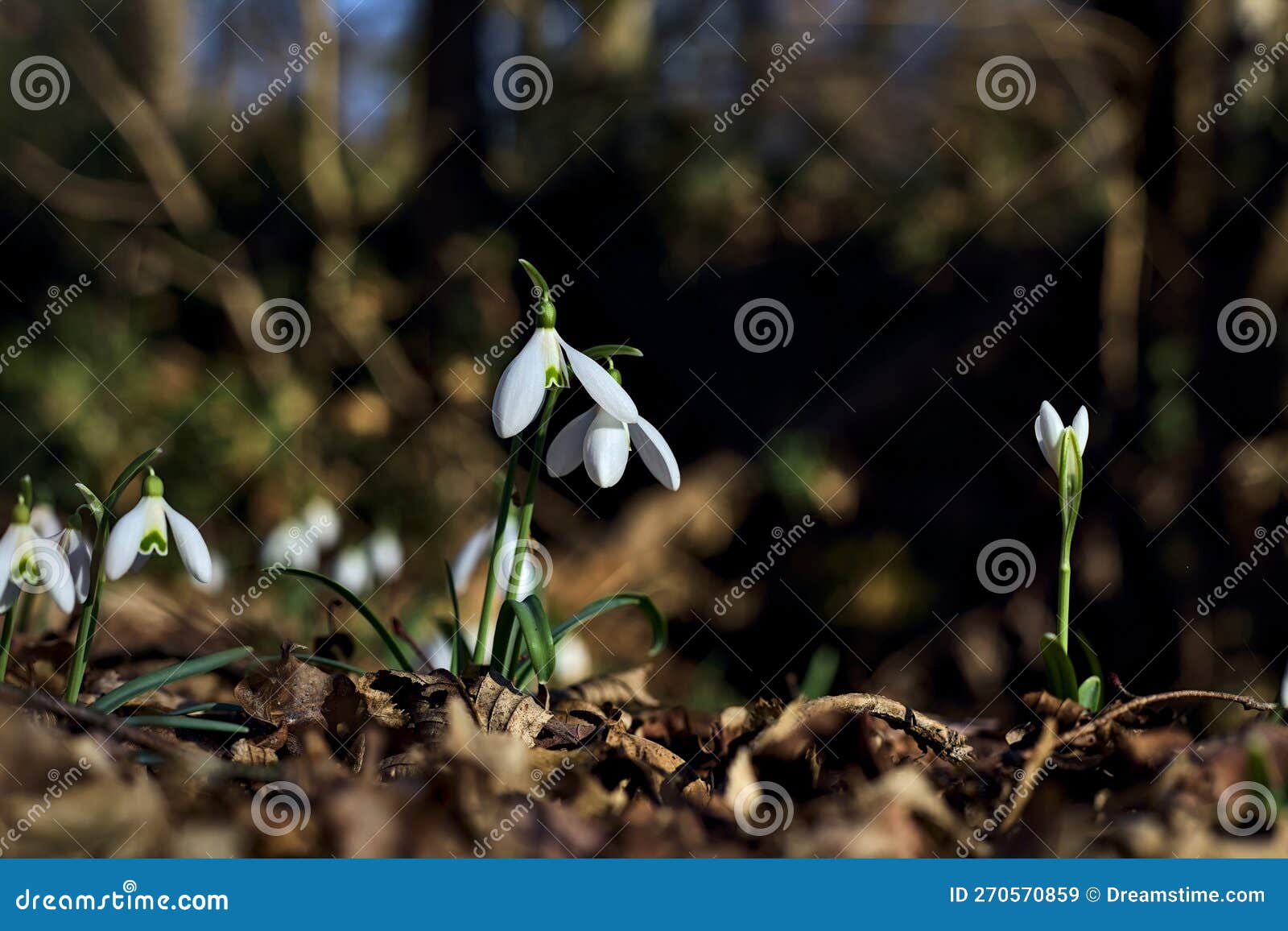 Spring Snowflakes in Bloom with Foliage on the Ground Seen Up Close ...