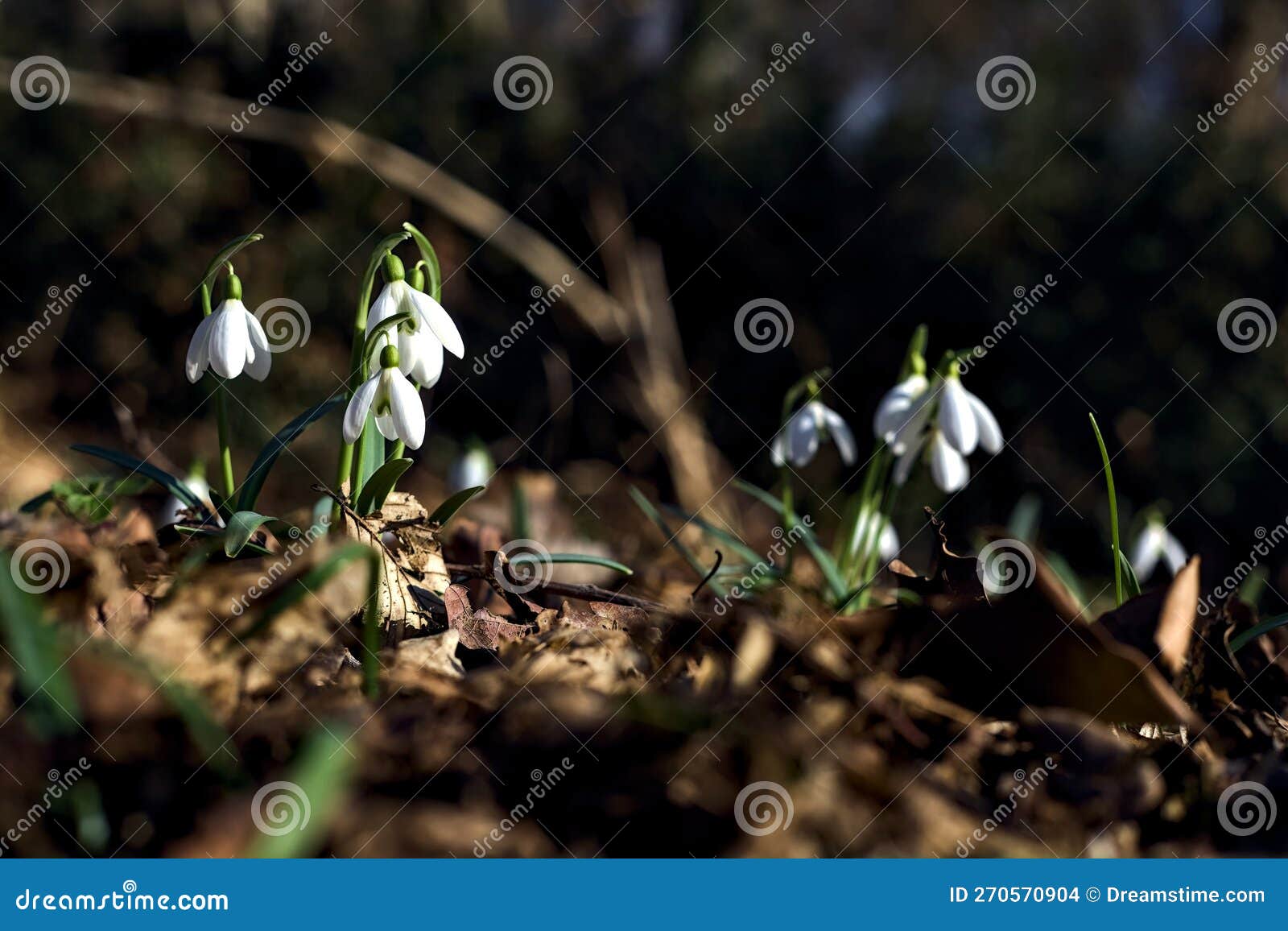 Spring Snowflakes in Bloom with Foliage on the Ground Seen Up Close ...