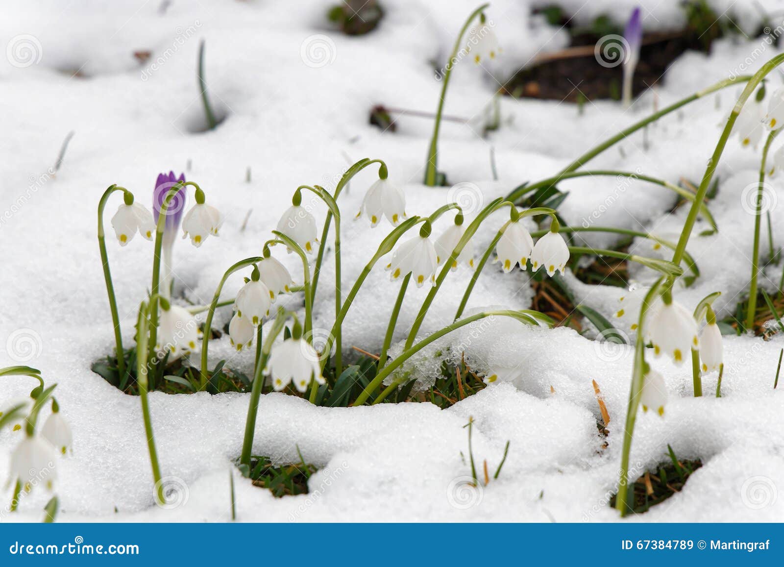 Close-up of Spring Snowflakes and Crocus Growth in Snow Stock Image ...
