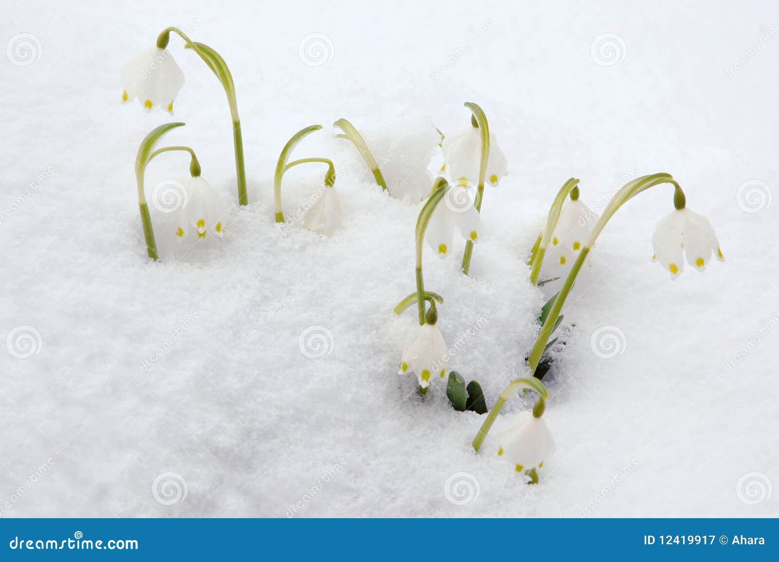 Spring snowflakes in snow stock image. Image of nature - 12419917