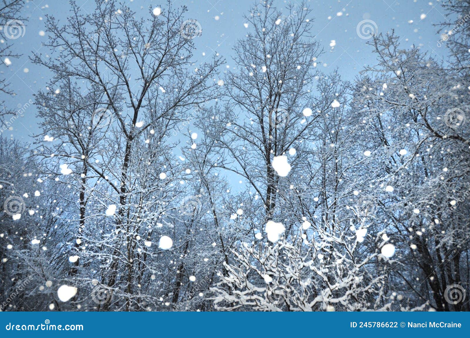 Spring nor`easter Snowstorm with Giant Wet Snowflakes Stock Photo ...