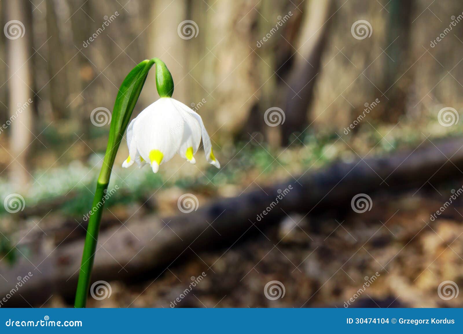 Spring Snowstorm - White Flower Stock Photo - Image of blossom, forest ...