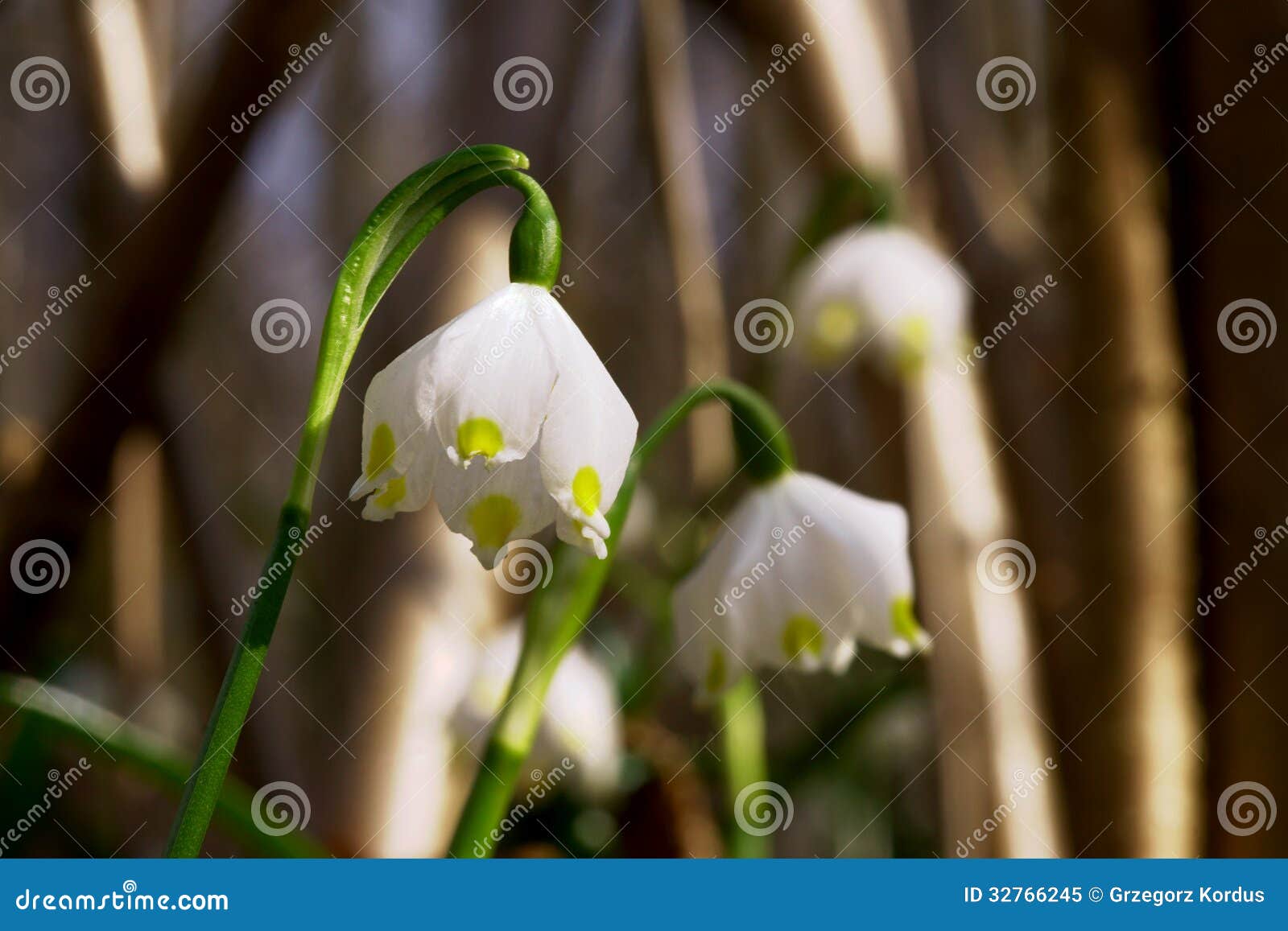 Spring Snowstorm stock image. Image of flora, blossom - 32766245