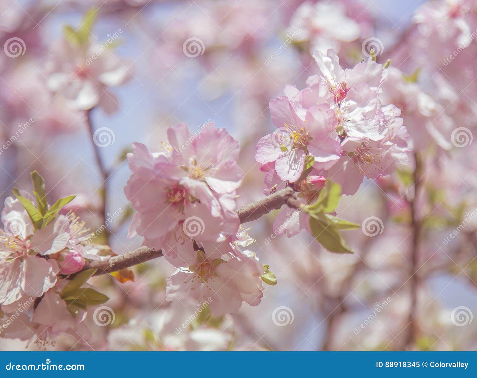 Spring soft blossom flower stock image. Image of freshness - 88918345