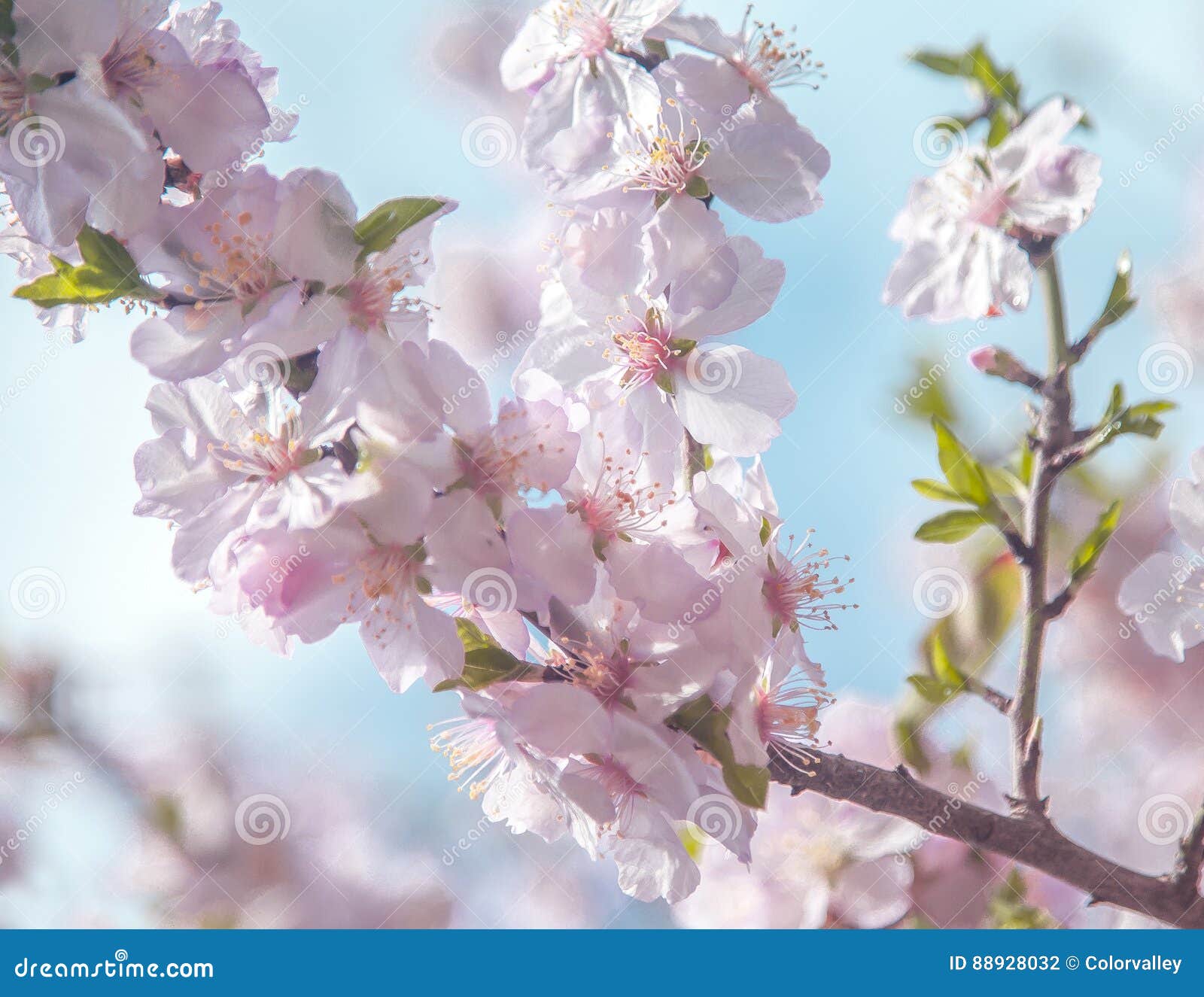 Spring soft blossom flower stock photo. Image of march - 88928032
