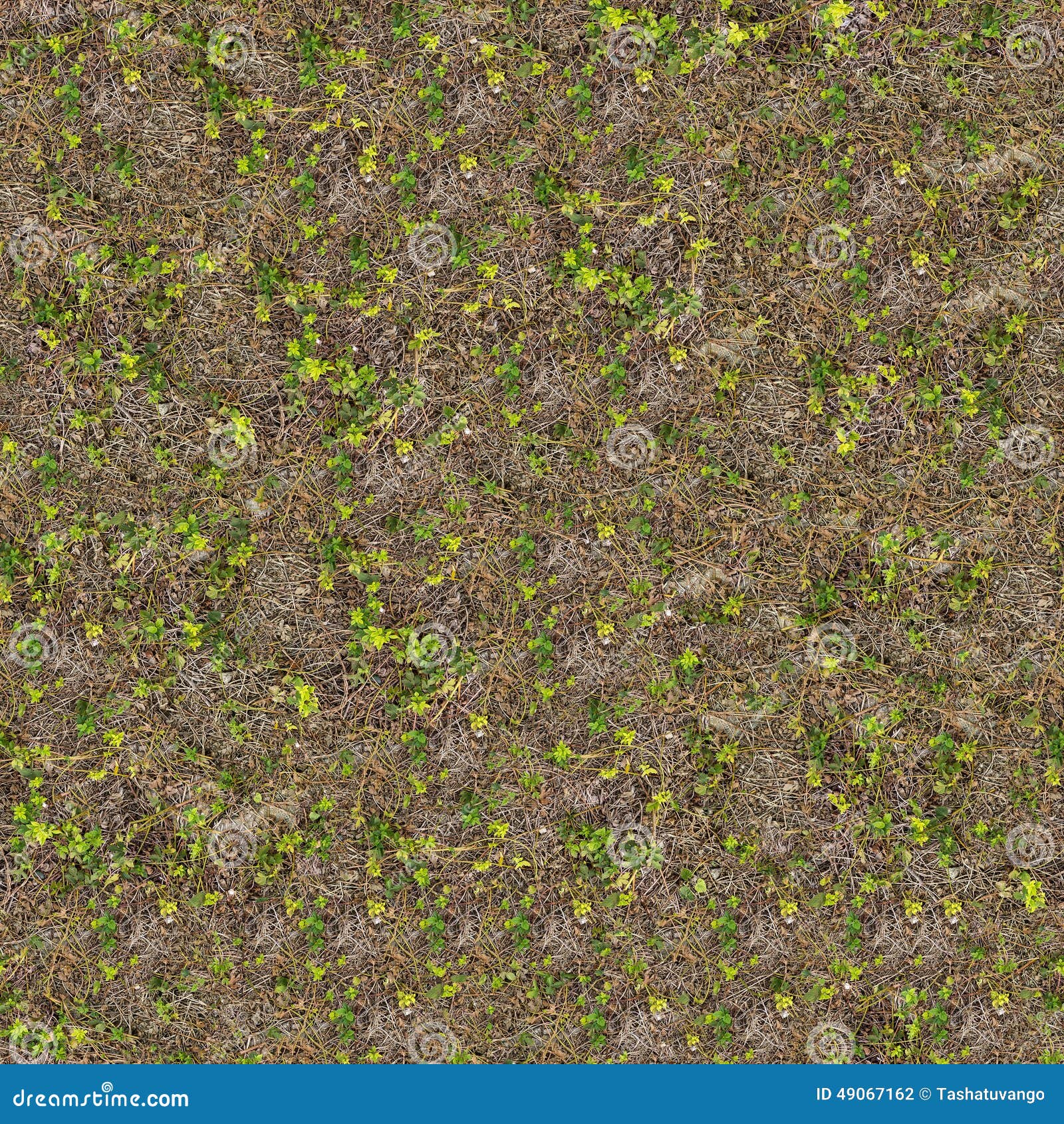 Spring Soil with Young Shoots of Plants. Stock Photo - Image of soil ...