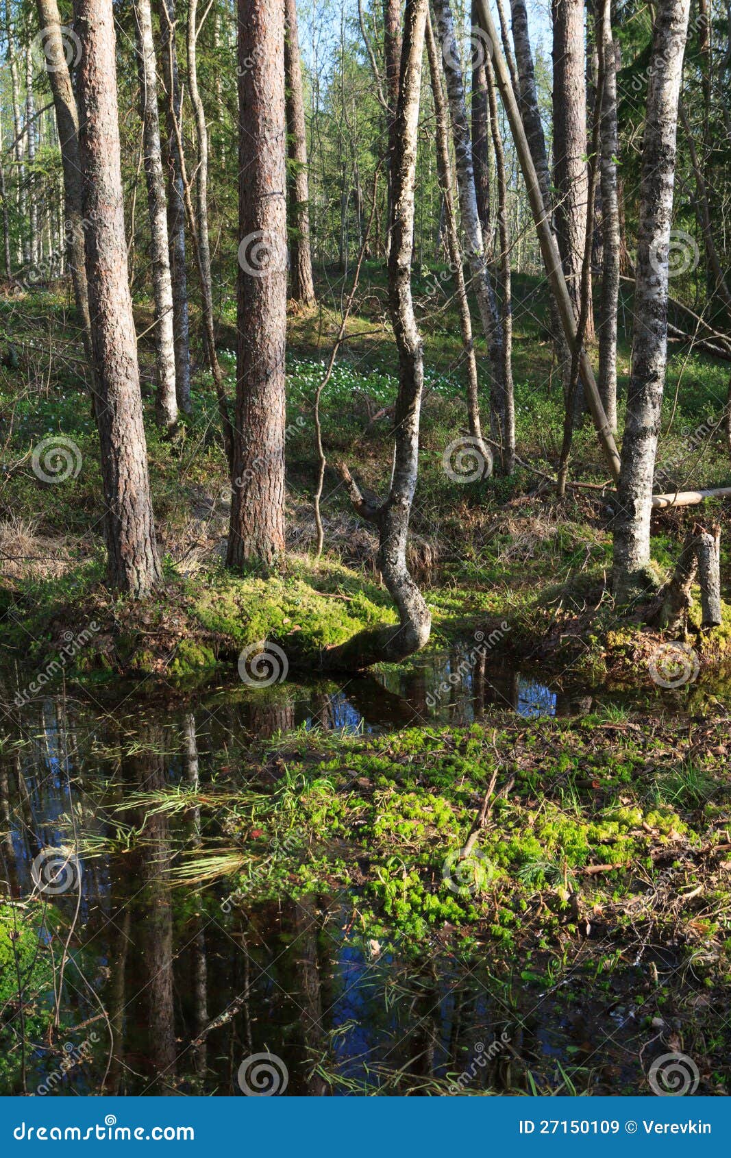 Spring, Solar Wood. a Spring Landscape Stock Image - Image of calm ...