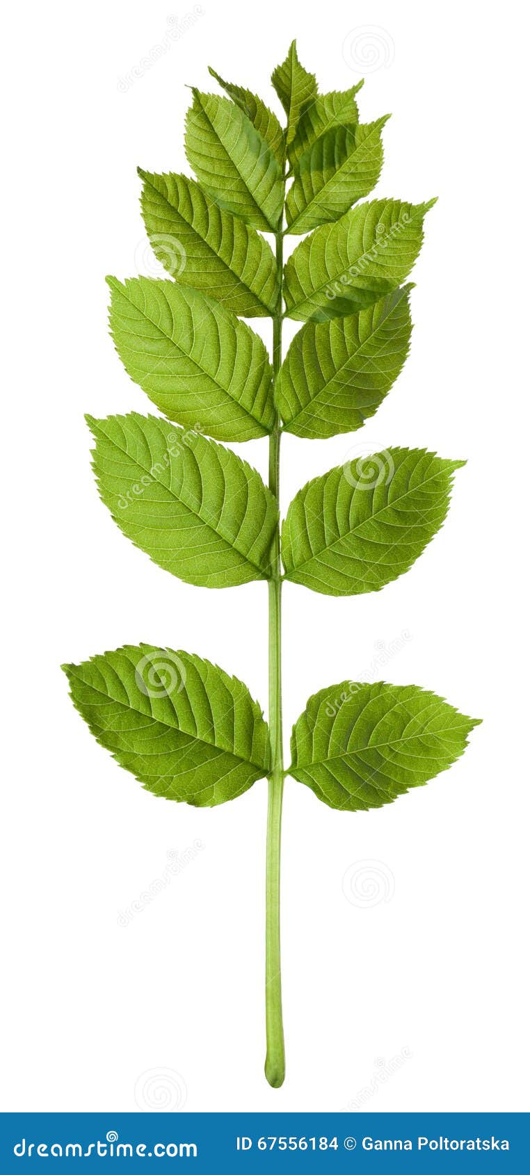 Spring sorbus leaves stock photo. Image of fresh, rowanberry - 67556184